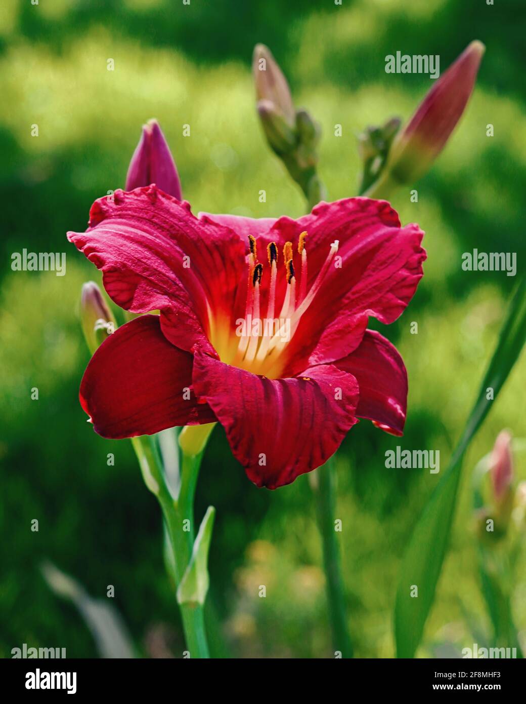 Deep red lily flower hi-res stock photography and images - Alamy