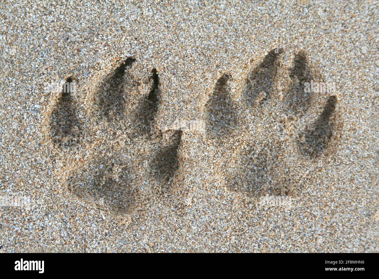 Footprint paw print sand hi-res stock photography and images - Alamy