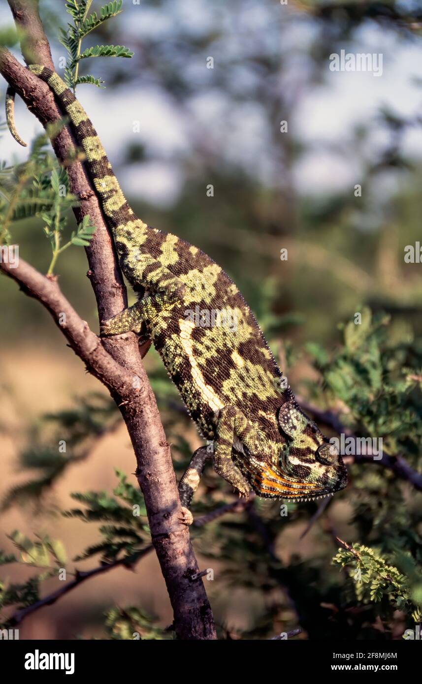 African Chameleon Chamaeleo Africanus High Resolution Stock Photography ...