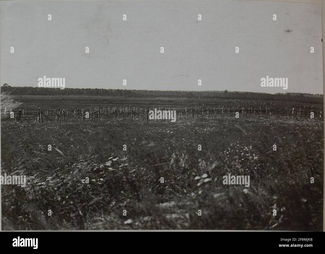 Wire thorns before the position of the field hunter battalion 6 Stock ...