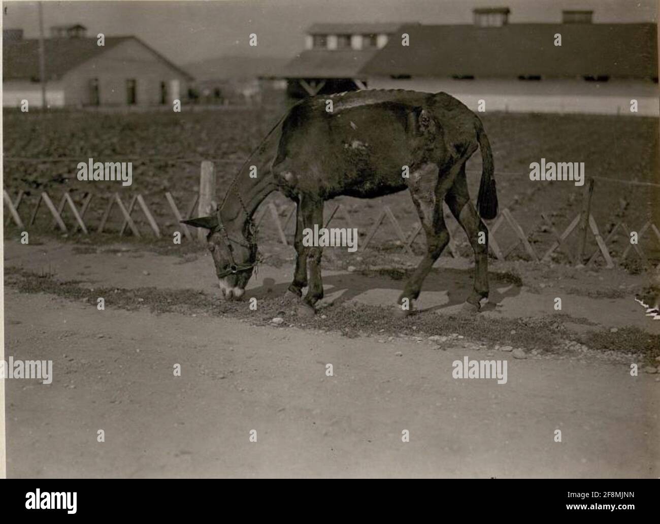 Emaciated horse hi-res stock photography and images - Alamy