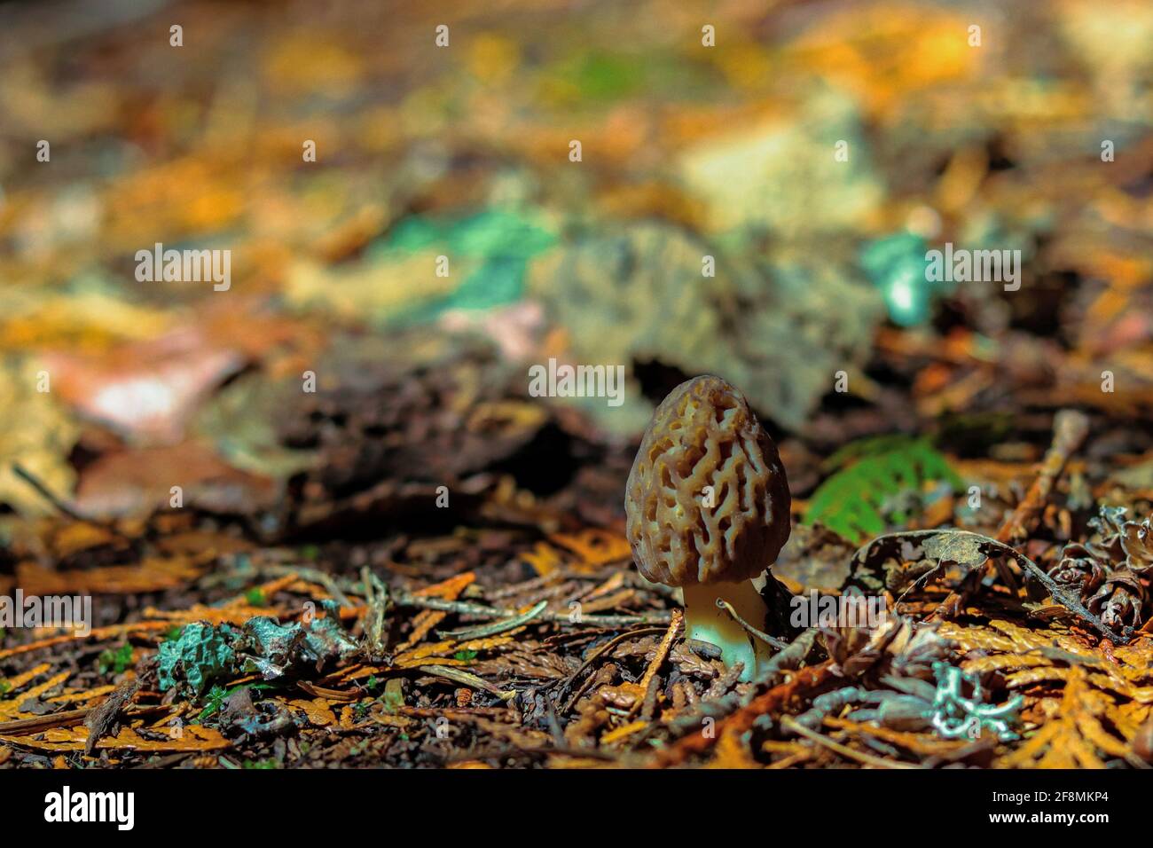 Wild Morel Mushrooms growing on the forest floor Stock Photo - Alamy
