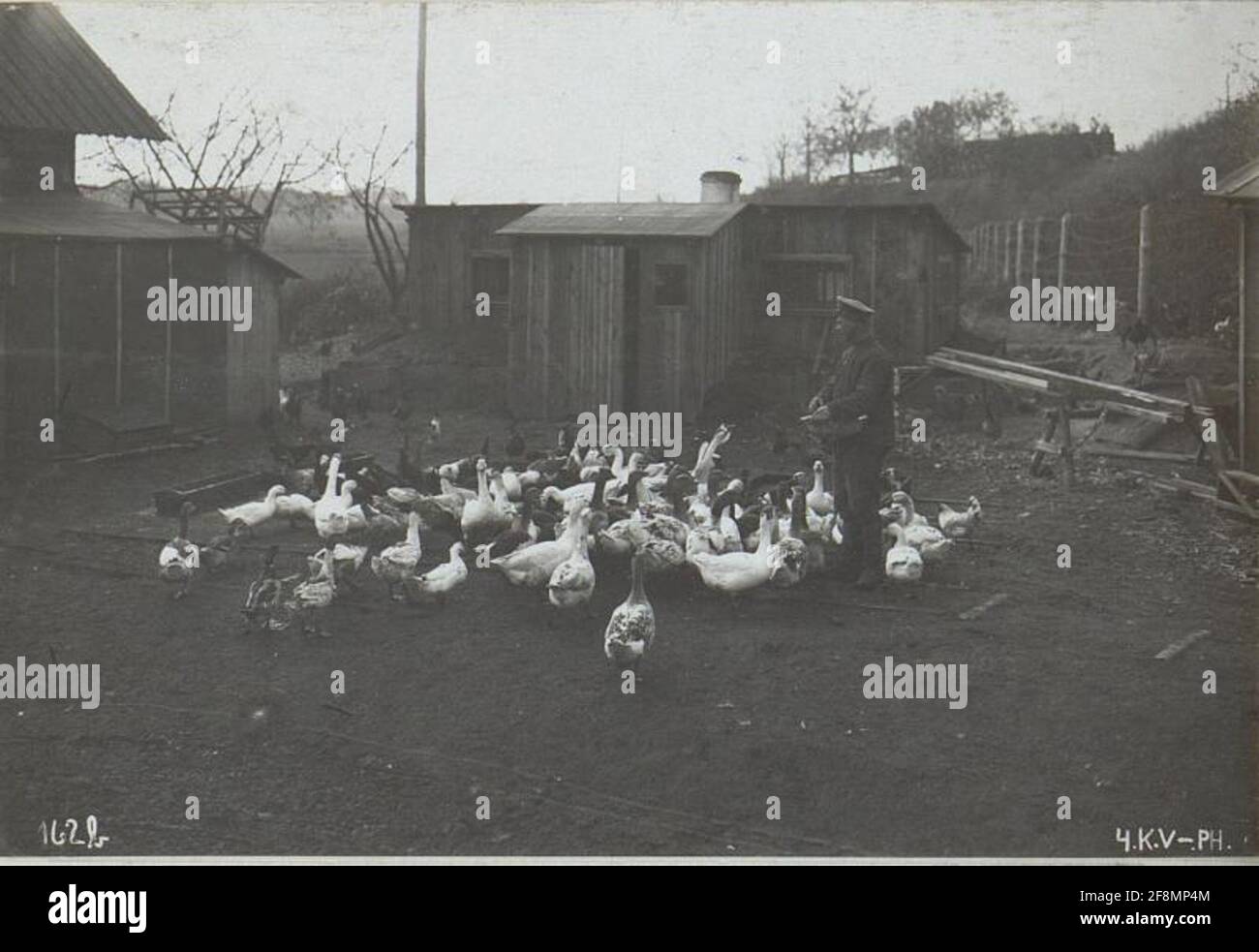 Poultry farming at the 4th Army Command in Vladimir Wolinsky Stock ...