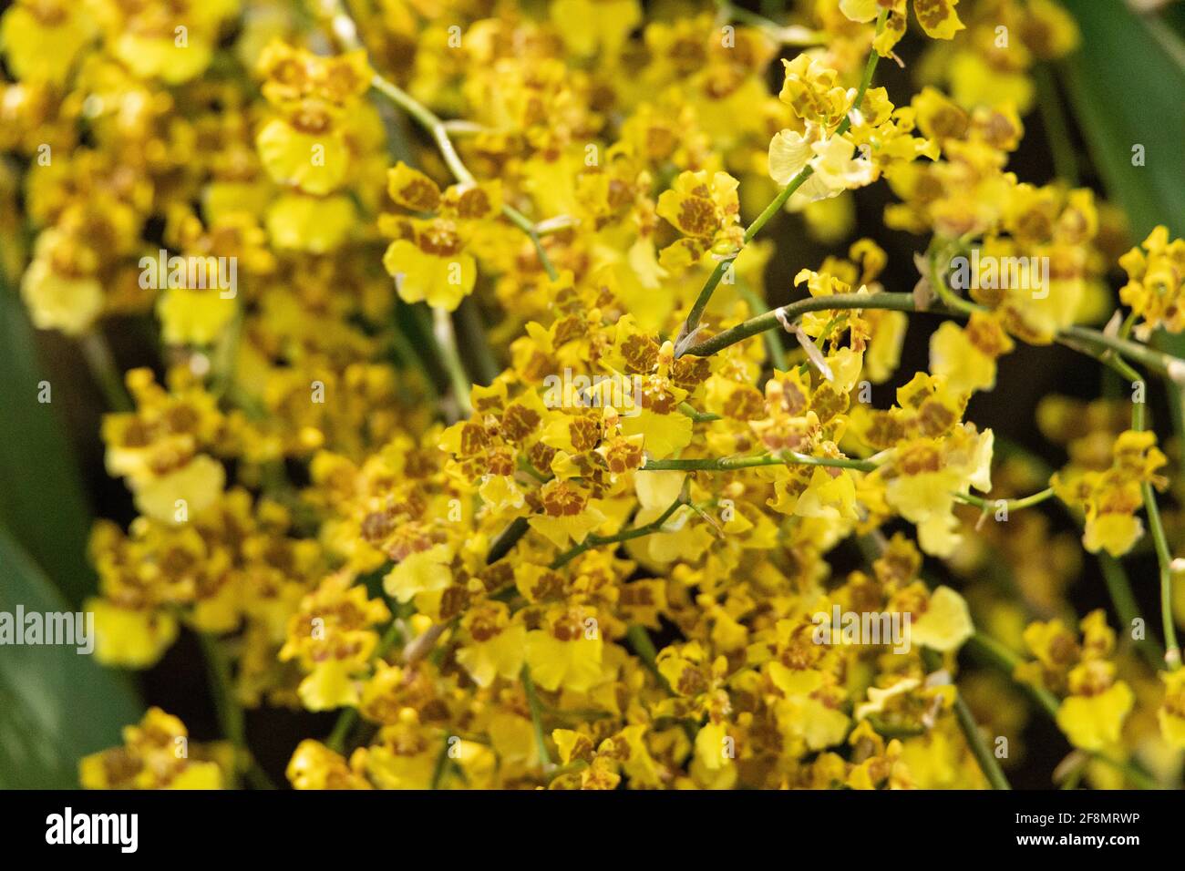 Cluster of Dancing Lady orchid flowers Oncidium sphacelatum in a ...