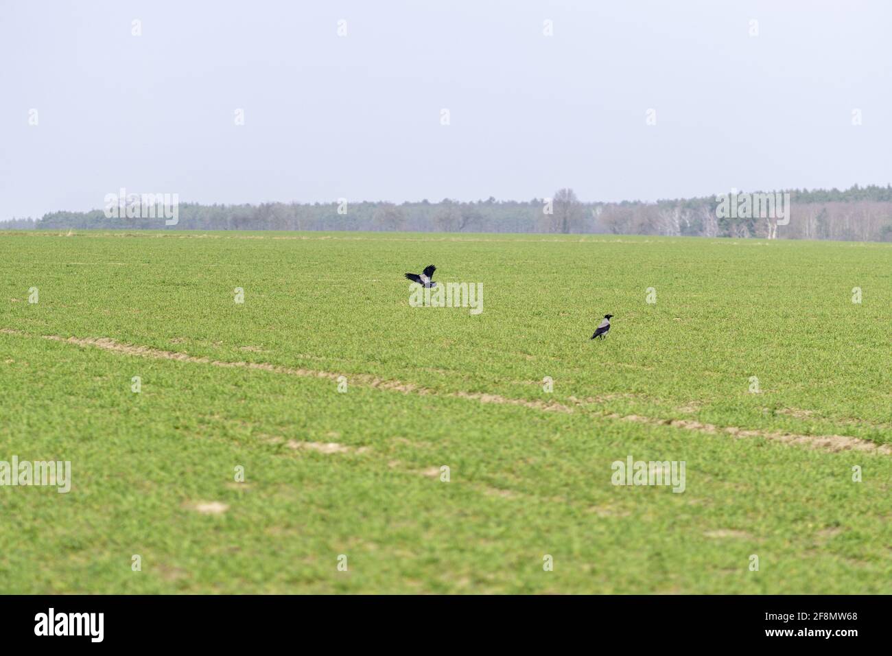 Green grassy field with a pair of crows and trees in the distance Stock ...