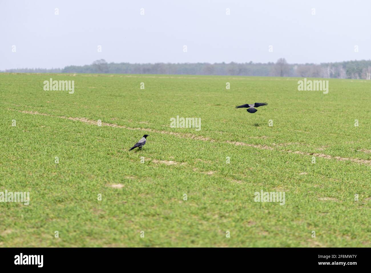 Pair of crows in a smooth empty field of grass, with one standing and ...