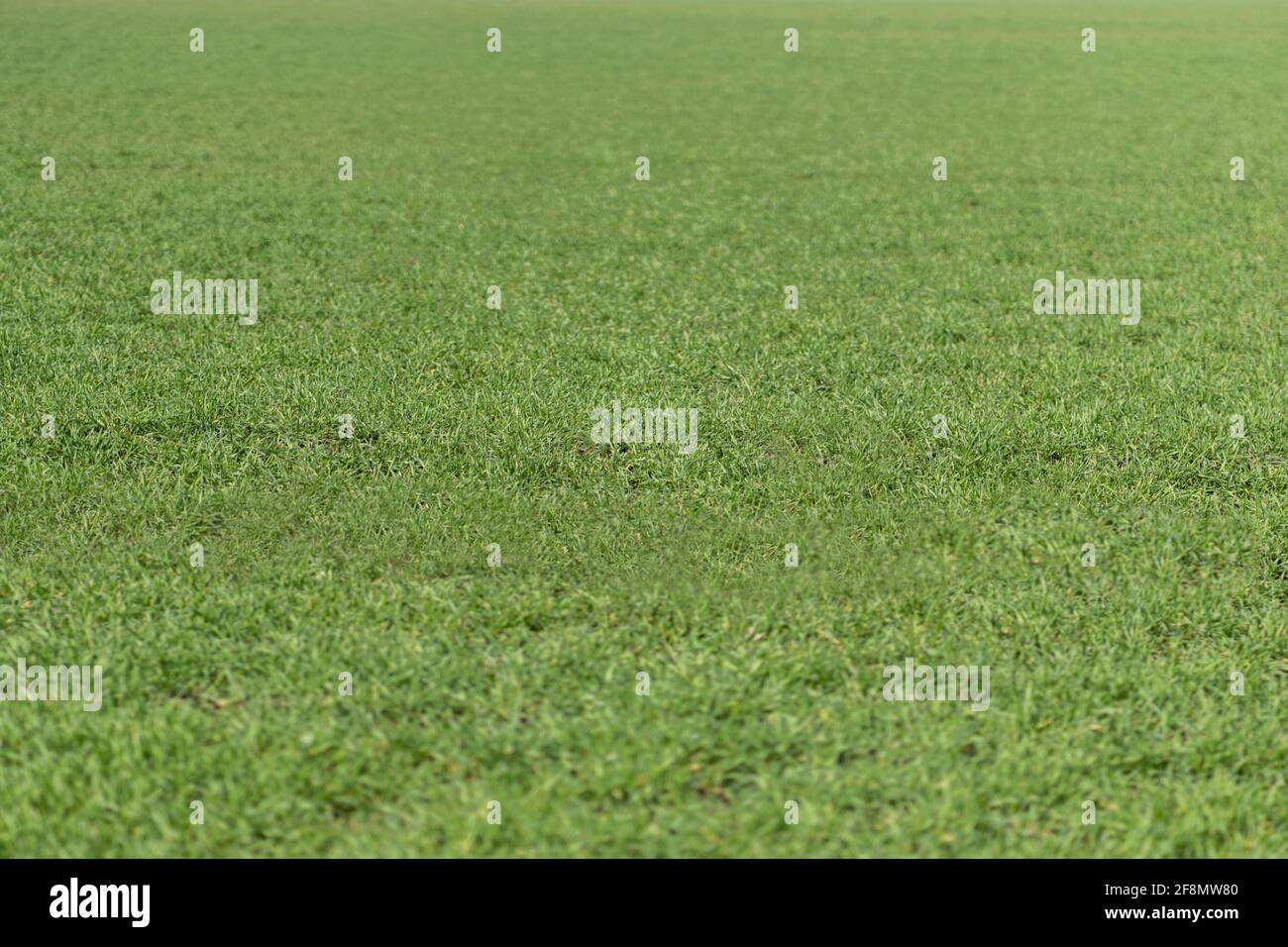 Plain grass background - a smooth field of trimmed green grass Stock ...