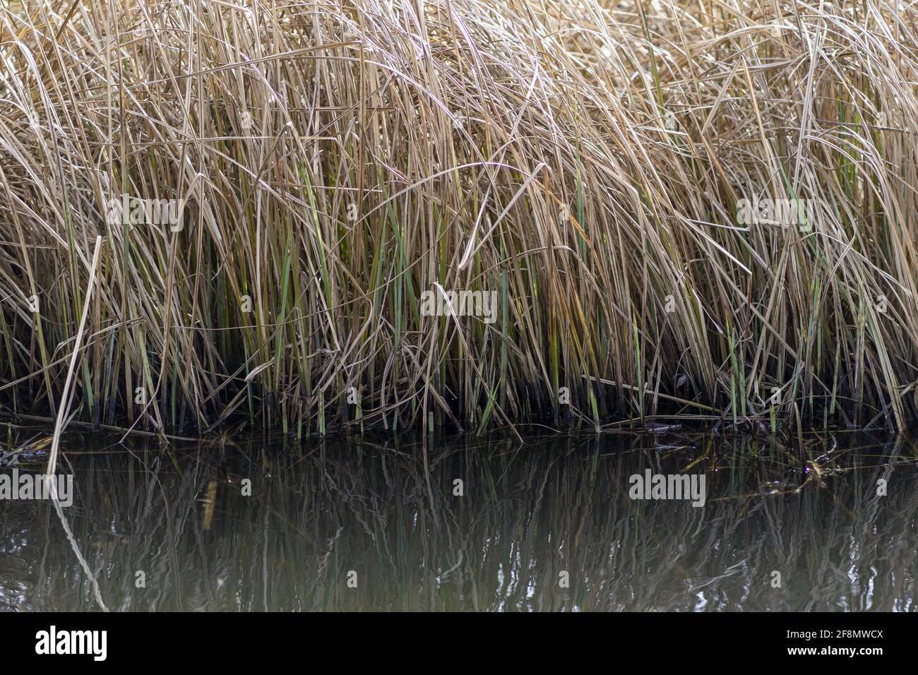 Shiny reflective lake meeting a thicket of tall grass of varied color ...