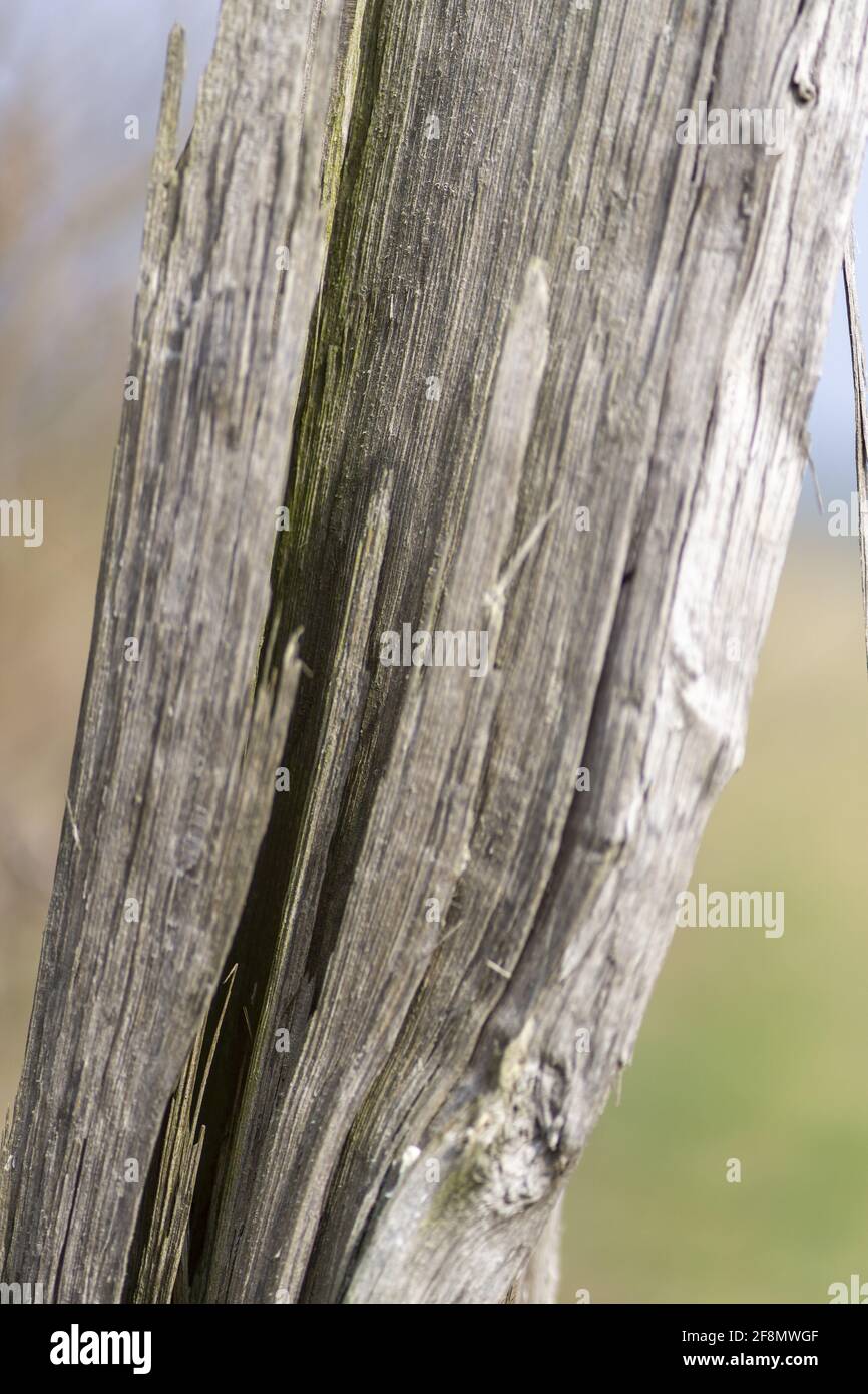 Vertical shot of a narrow broken tree trunk - nature mobile wallpaper ...