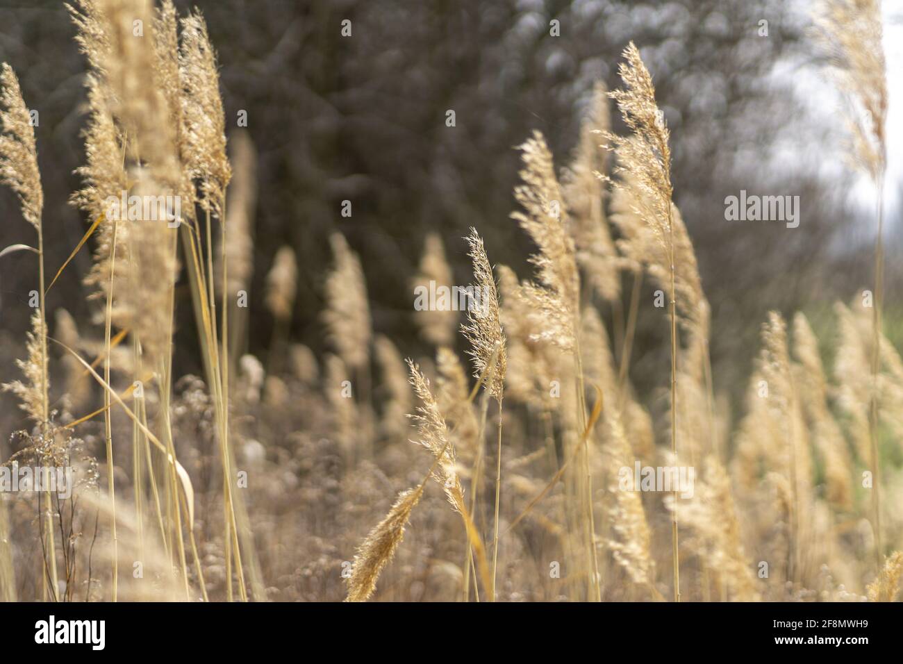 Closeup of wheat flowers in a field with trees in the background ...