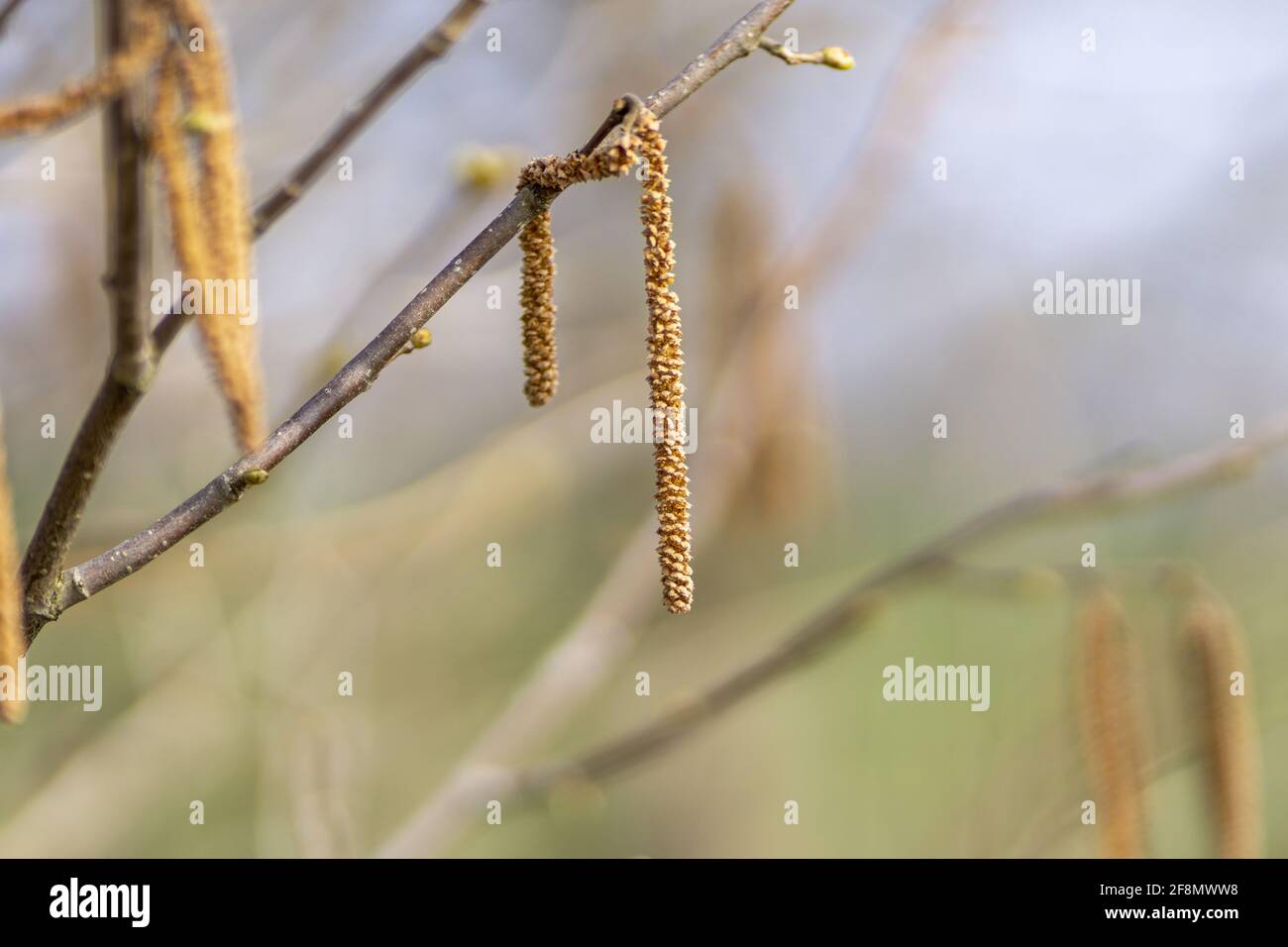 Loose hanging twig hi-res stock photography and images - Alamy