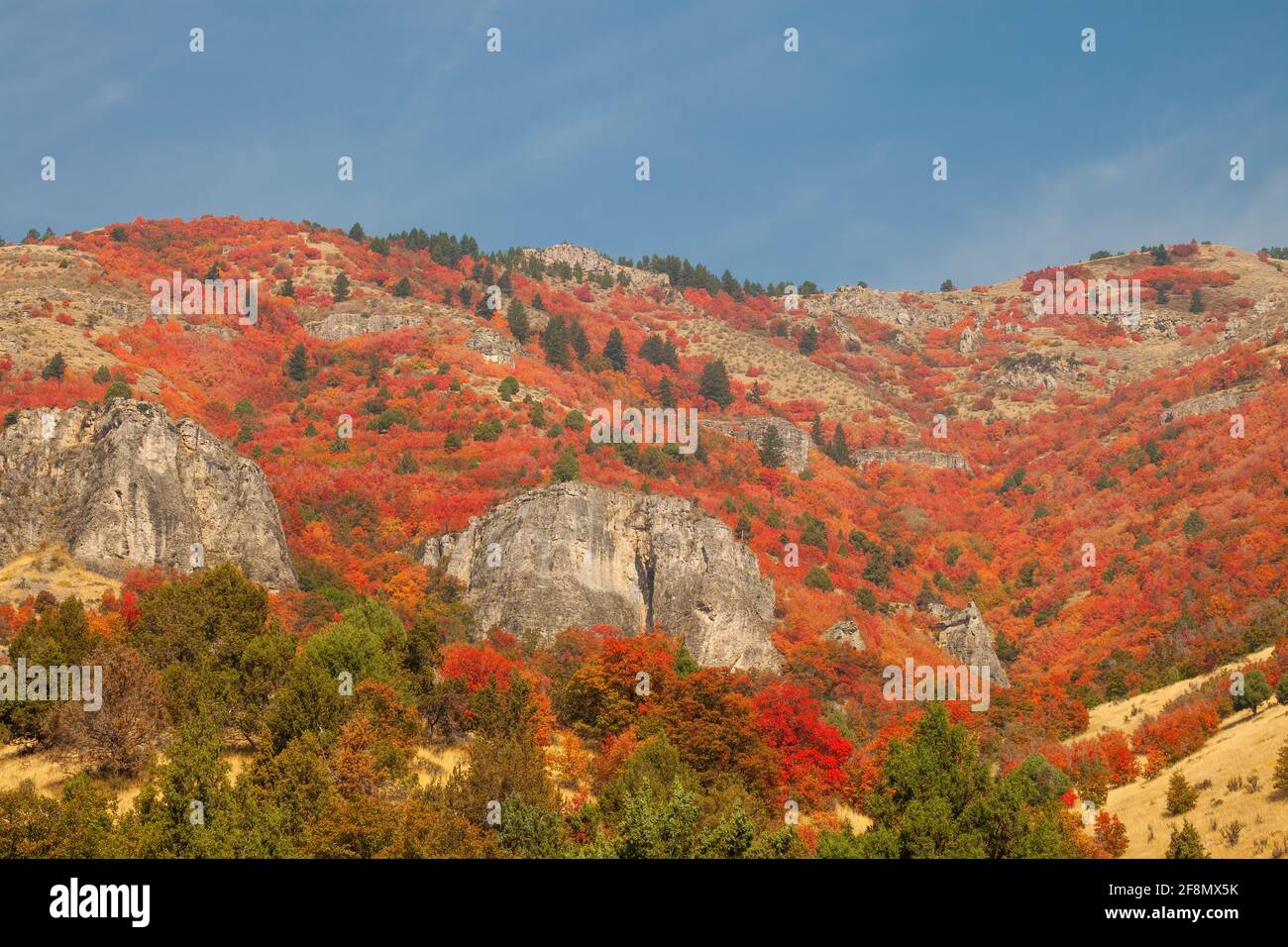 Hillside of autumn foliage, Logan Canyon, Utah Stock Photo - Alamy