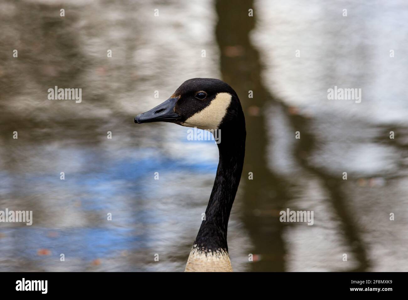 Canada goose neck and face hi-res stock photography and images - Alamy