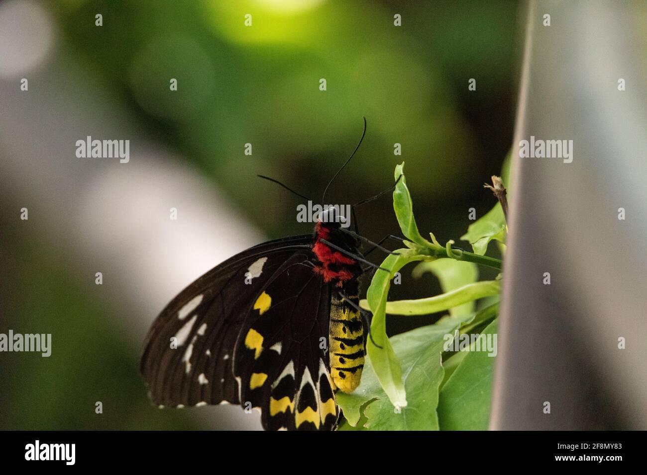 Female Common Green Birdwing butterfly Ornithoptera priamus hangs from ...