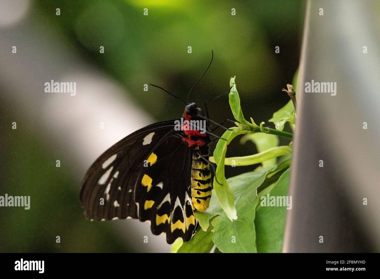 Female Common Green Birdwing butterfly Ornithoptera priamus hangs from ...