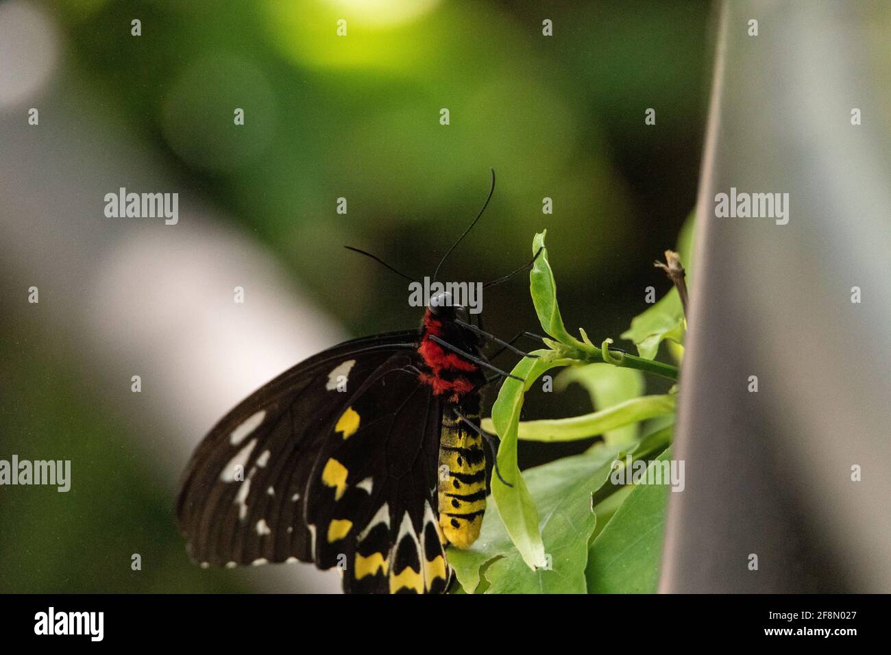 Female Common Green Birdwing butterfly Ornithoptera priamus hangs from ...