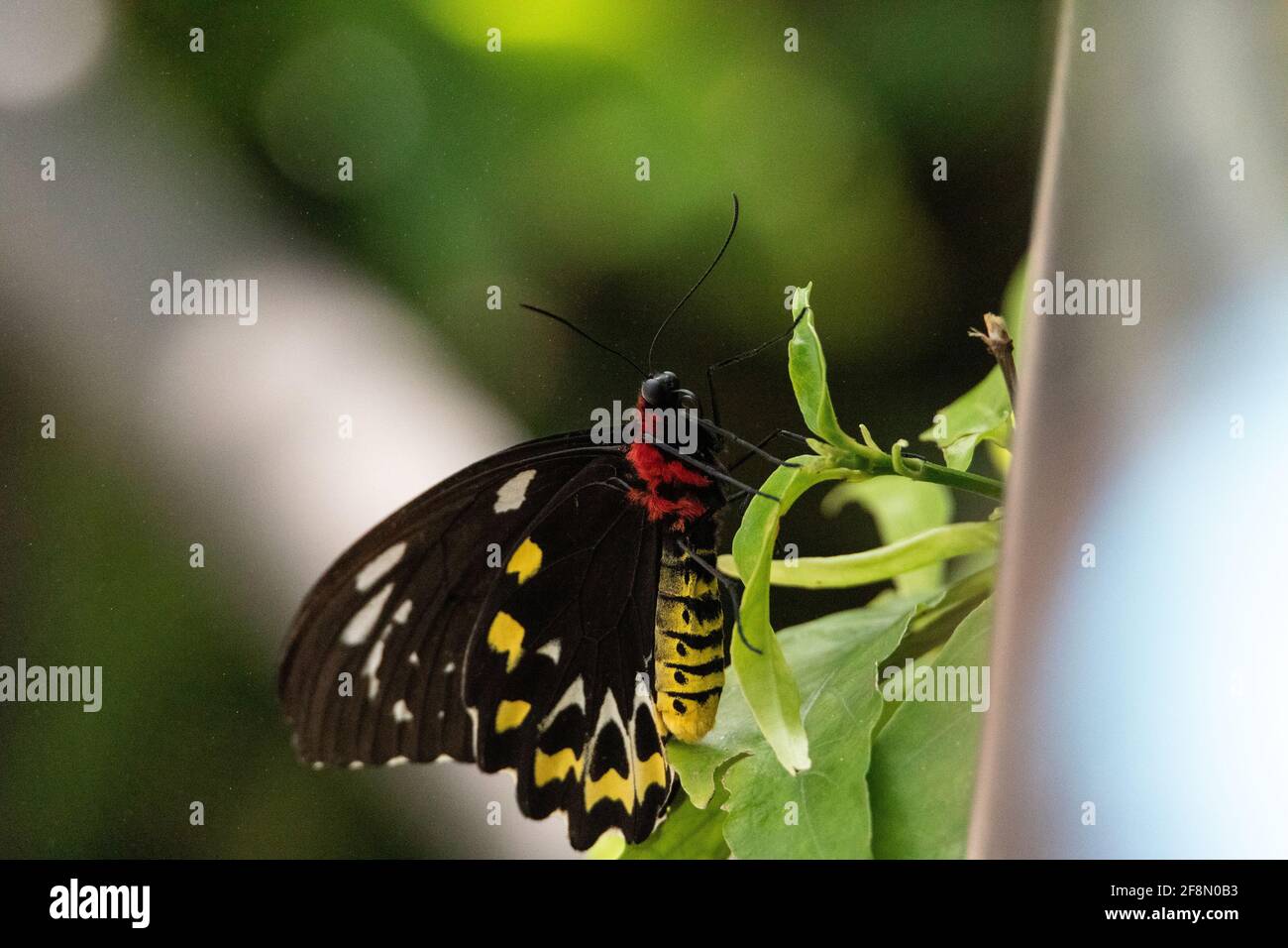 Female Common Green Birdwing butterfly Ornithoptera priamus hangs from ...