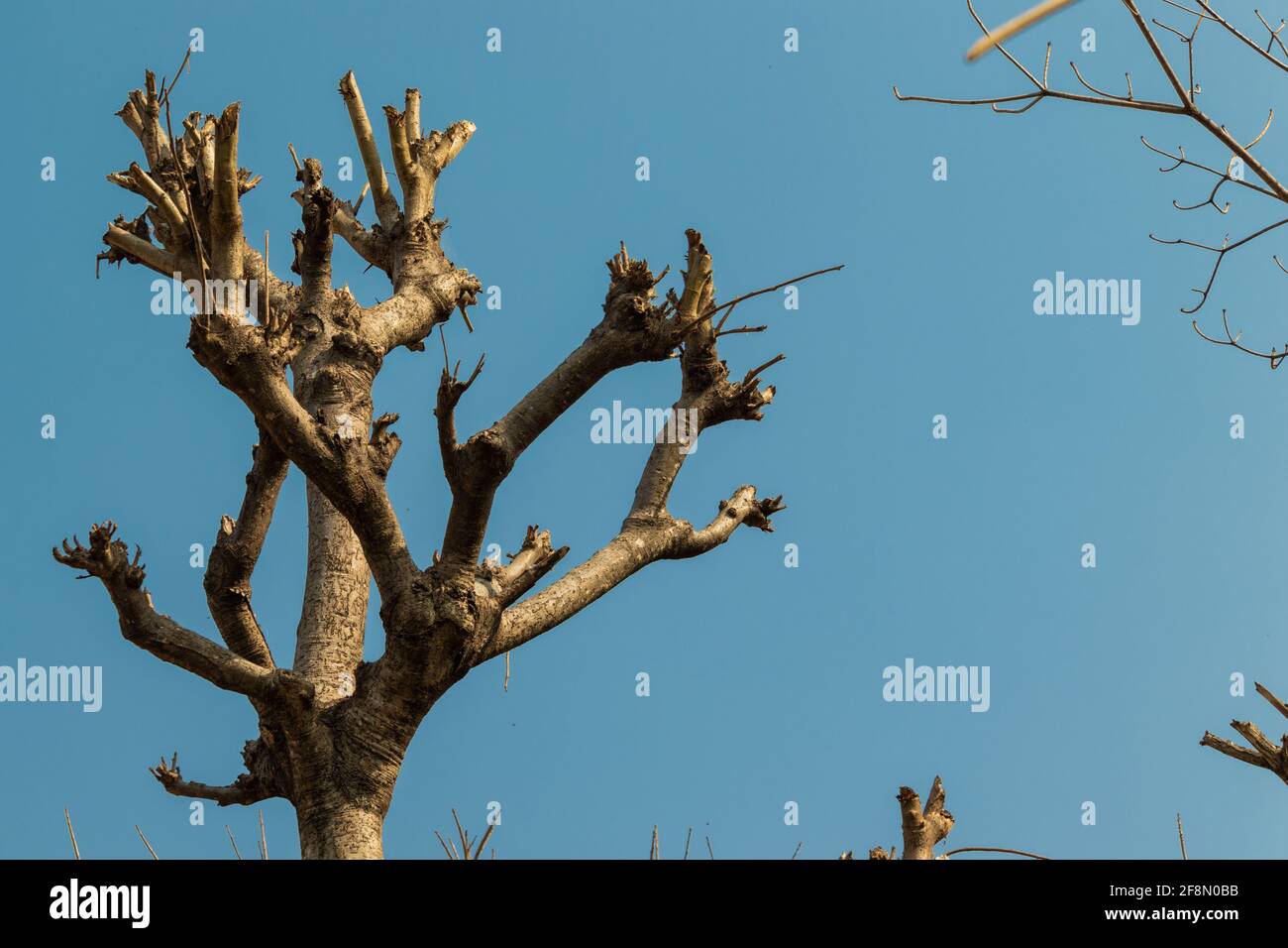 The branches of a tree without any leaves in the summer Stock Photo - Alamy