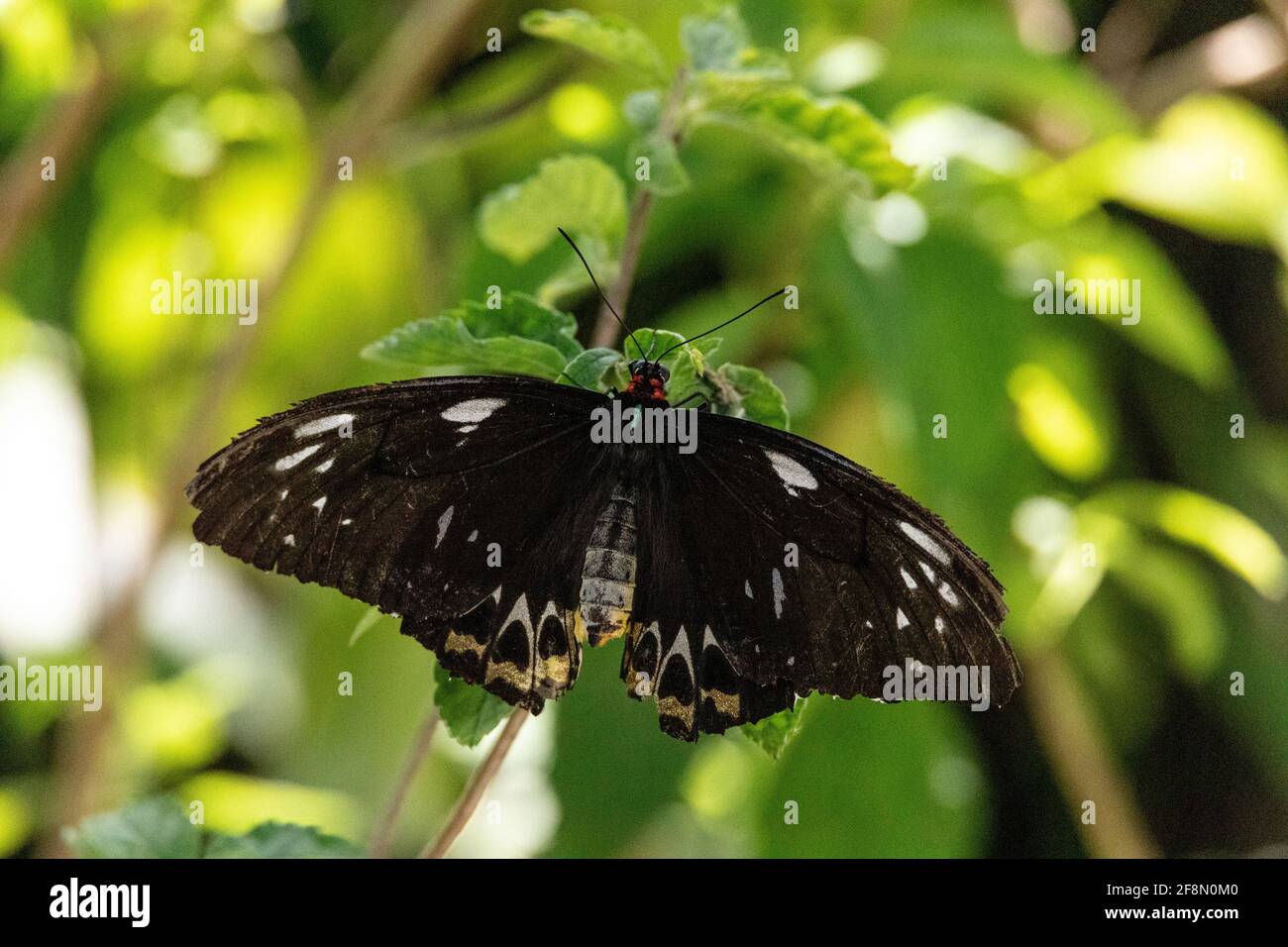Female Common Green Birdwing butterfly Ornithoptera priamus hangs from ...