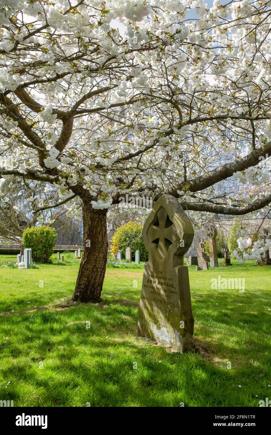 Gravestones under Cherry trees in blossom in St Faith’s churchyard in ...