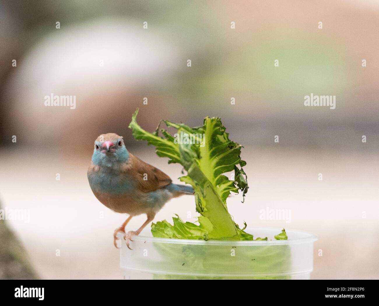 Female Red Cheeked Cordon Bleu bird Uraeginthus bengalus is a tiny bird ...