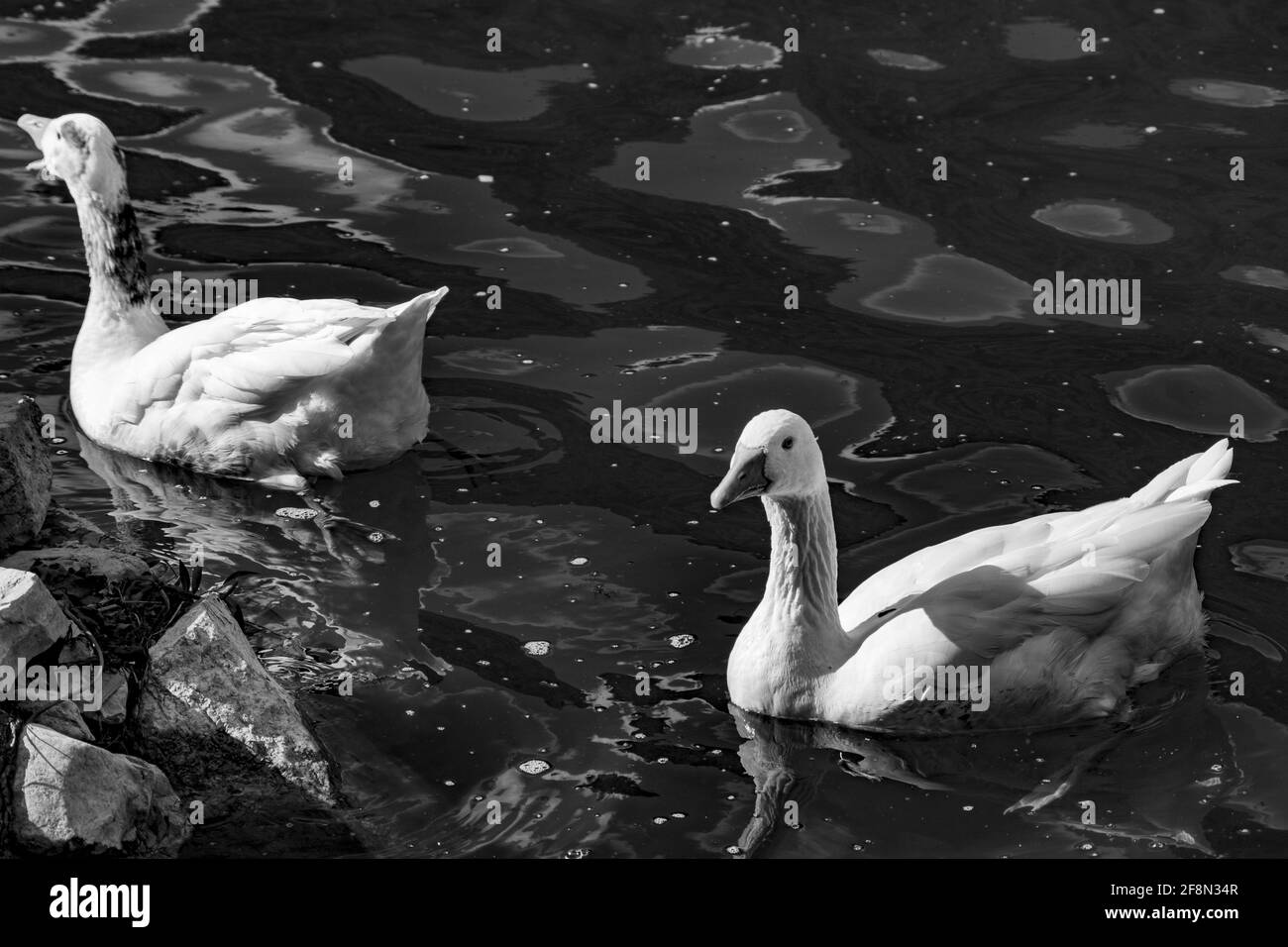 Grayscale shot of two adorable white geese swimming in wavy water Stock ...