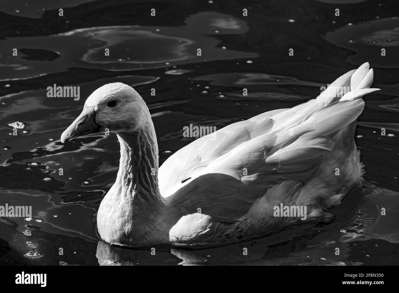 White foam on water surface Black and White Stock Photos & Images - Alamy