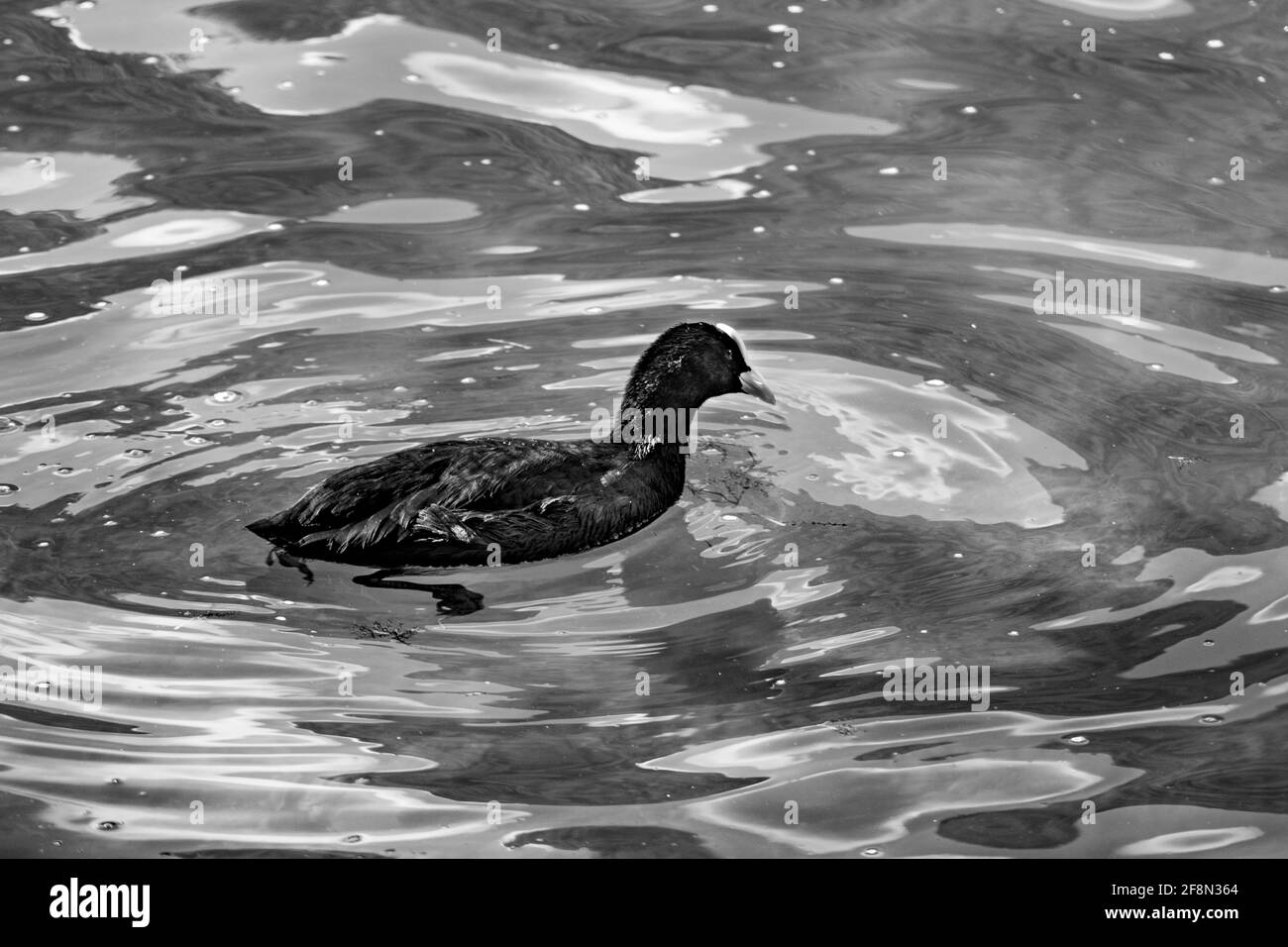 Grayscale shot of a black adorable goose swimming in wavy water Stock ...
