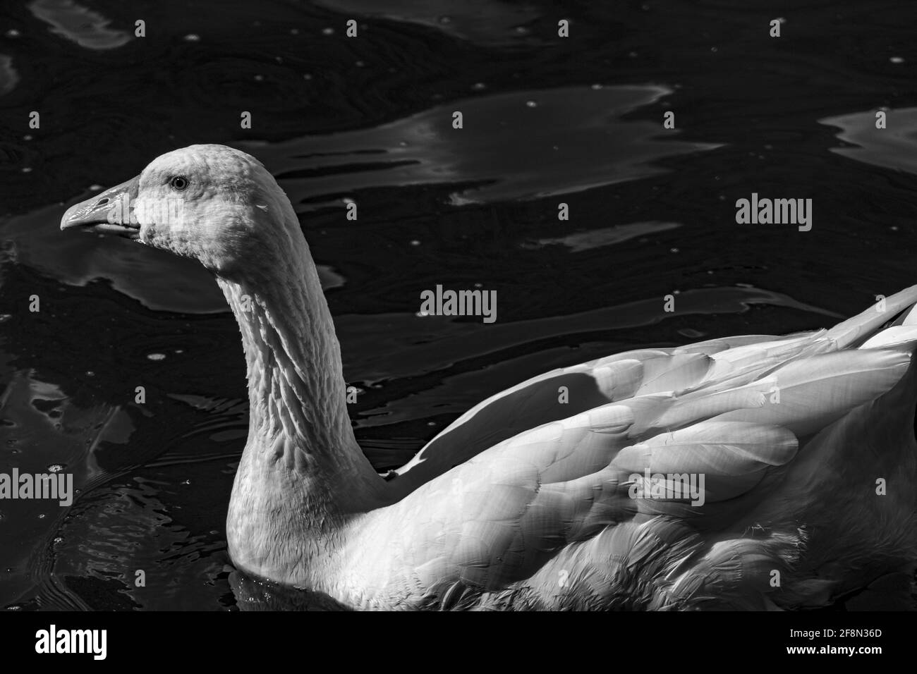 Grayscale shot of a white goose swimming on the wavy water Stock Photo ...