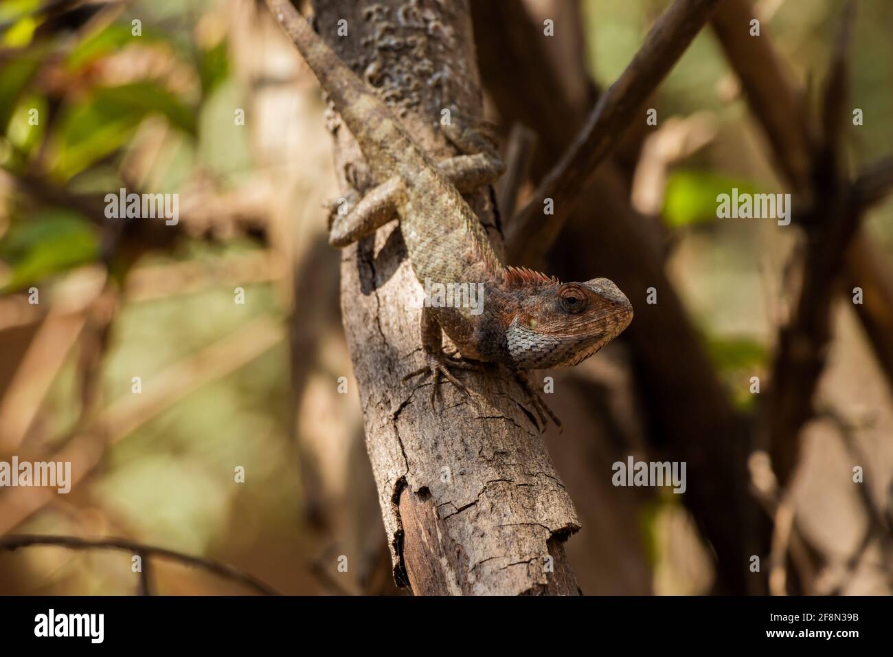 Lizard on the branch of a tree and enjoying its shade Stock Photo - Alamy