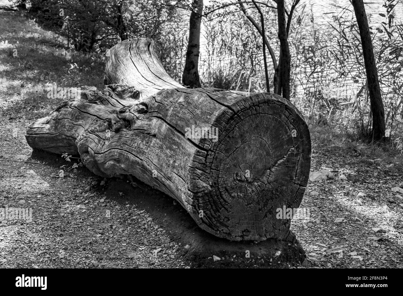 Old fallen trunk Black and White Stock Photos & Images - Alamy