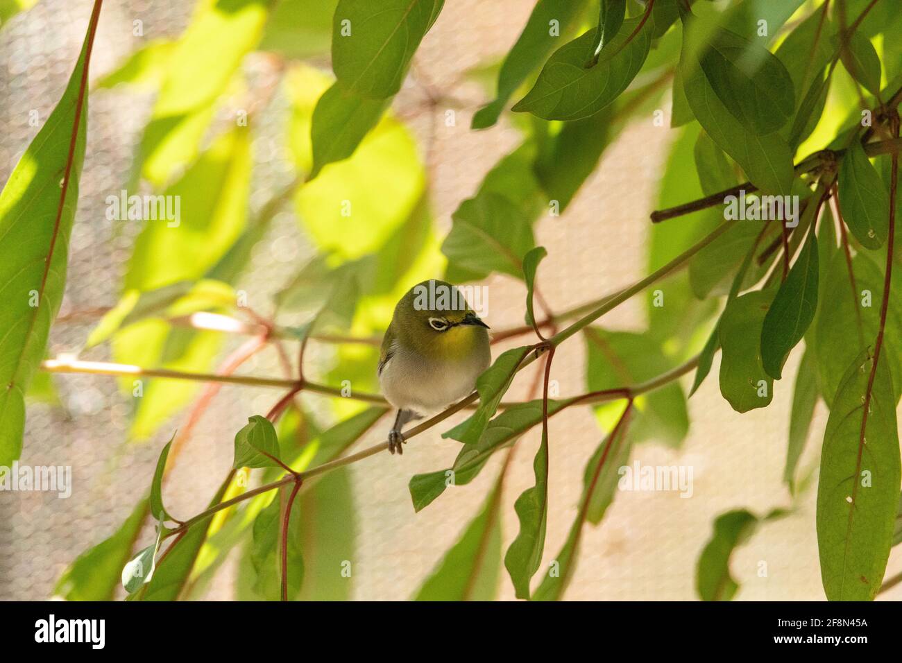 Yellow bird known as Japanese White Eyes Zosterops japonicus has white ...
