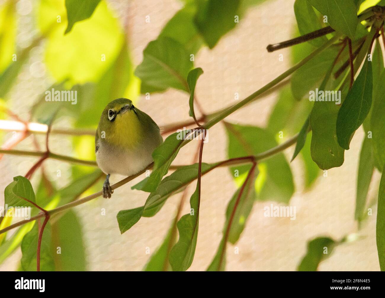Yellow bird known as Japanese White Eyes Zosterops japonicus has white ...