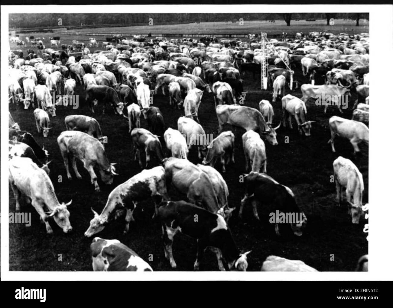 The first battle cattle in the Freudenau Stock Photo - Alamy