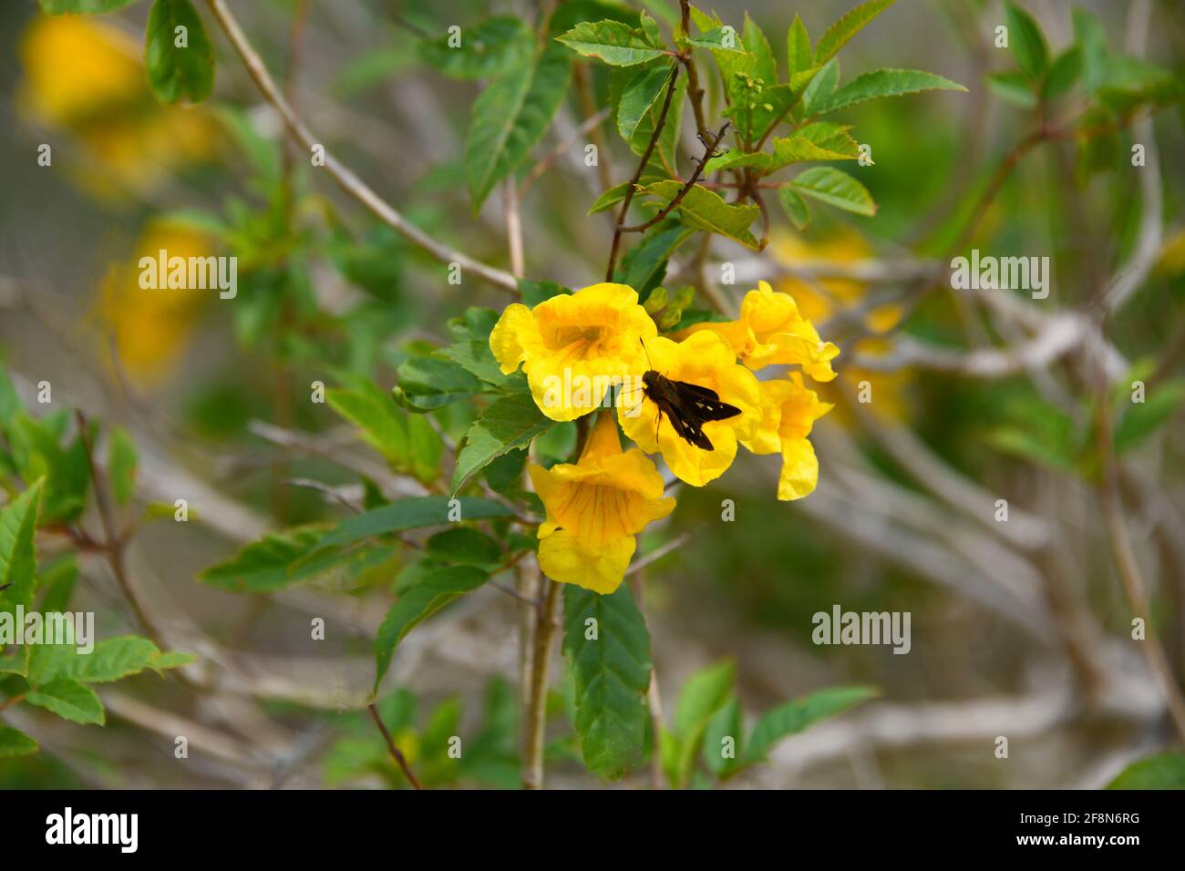 Insect diversity hi-res stock photography and images - Alamy