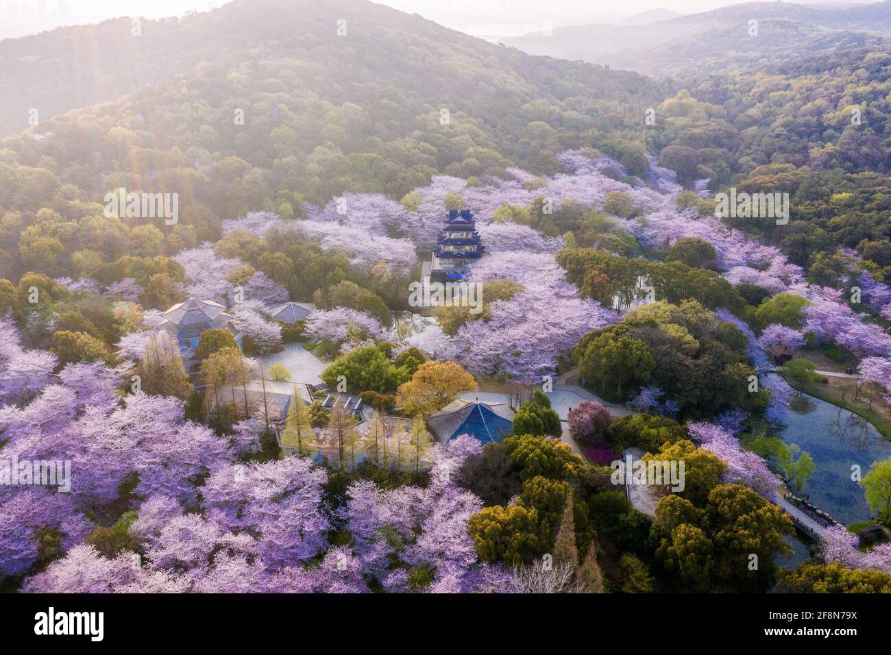 Aerial landscape of the spring cherry blossoms, in Wuxi Yuantouzhu, also named "Turtle Head Isle ...