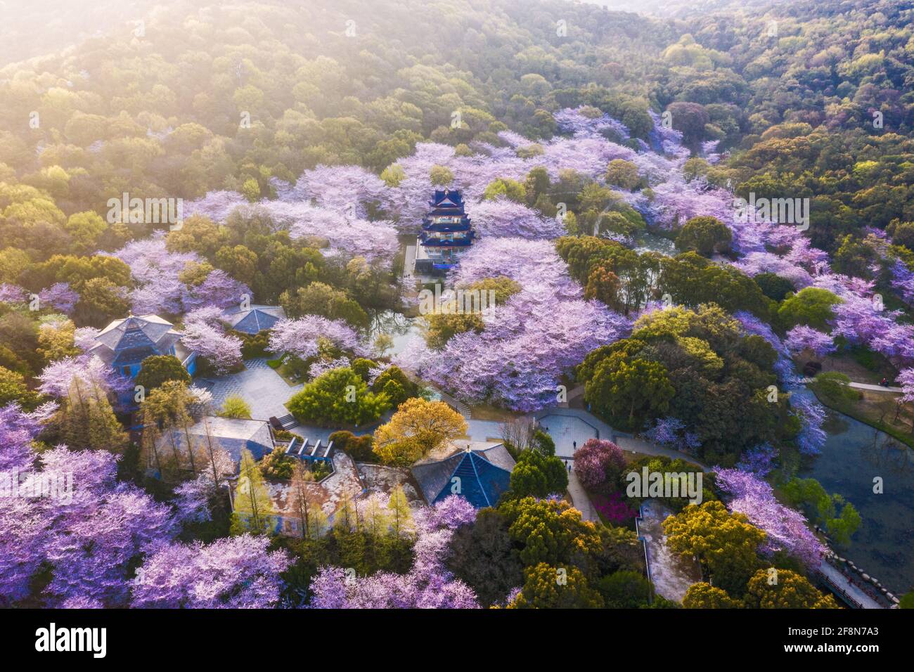 Aerial landscape of the spring cherry blossoms, in Wuxi Yuantouzhu, also named "Turtle Head Isle ...