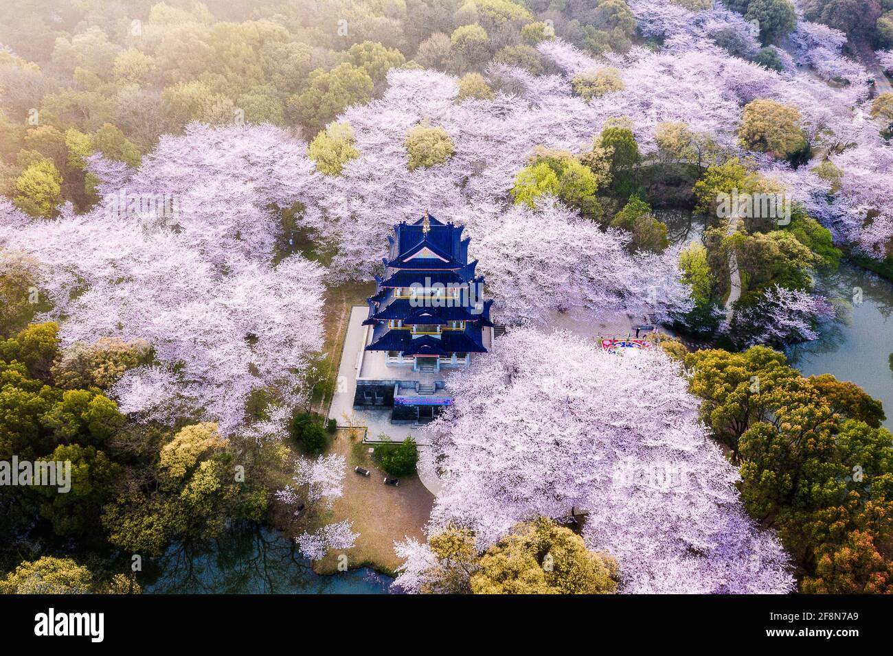 Aerial landscape of the spring cherry blossoms, in Wuxi Yuantouzhu, also named "Turtle Head Isle ...