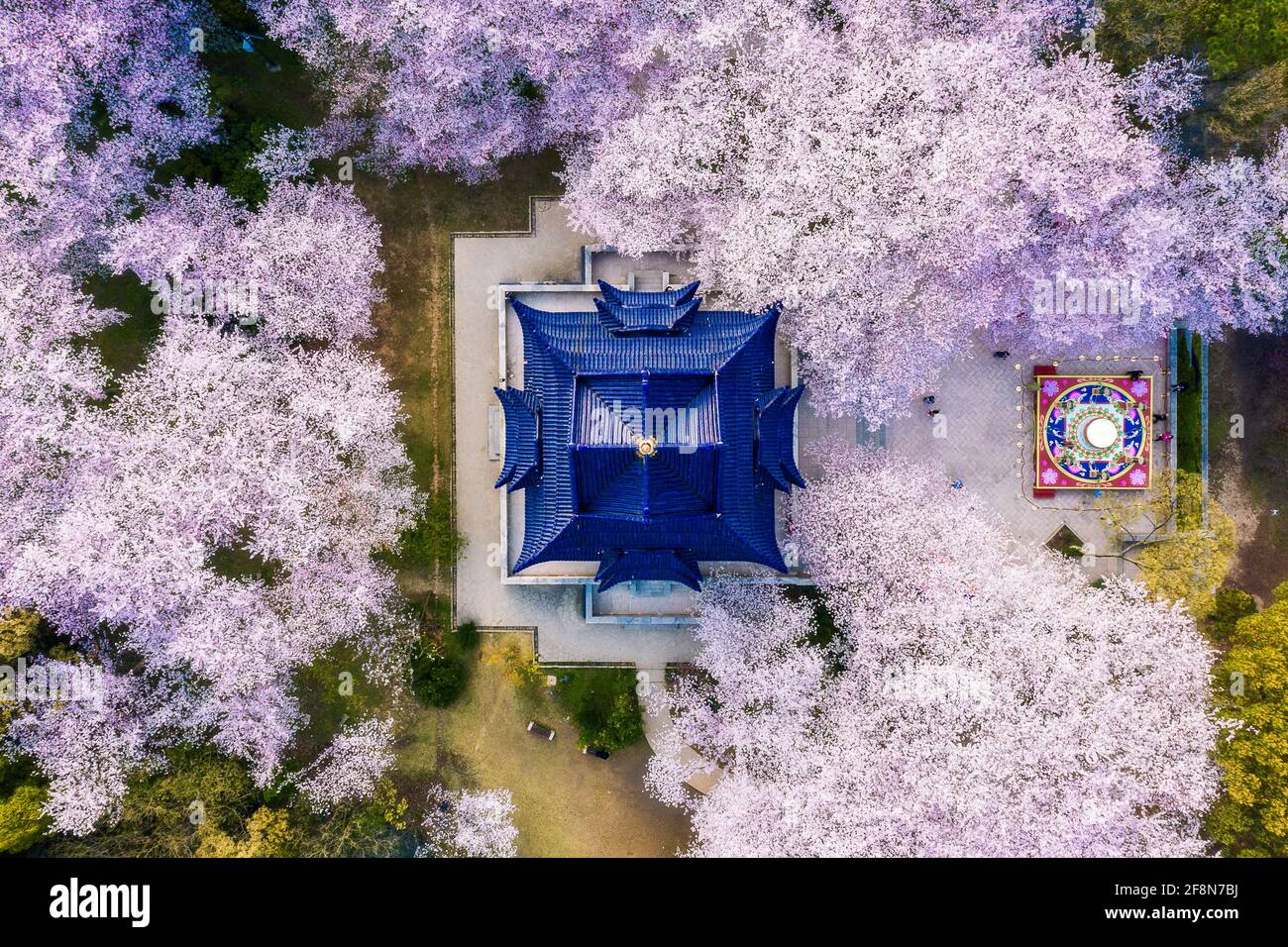 Aerial landscape of the spring cherry blossoms, in Wuxi Yuantouzhu, also named "Turtle Head Isle ...