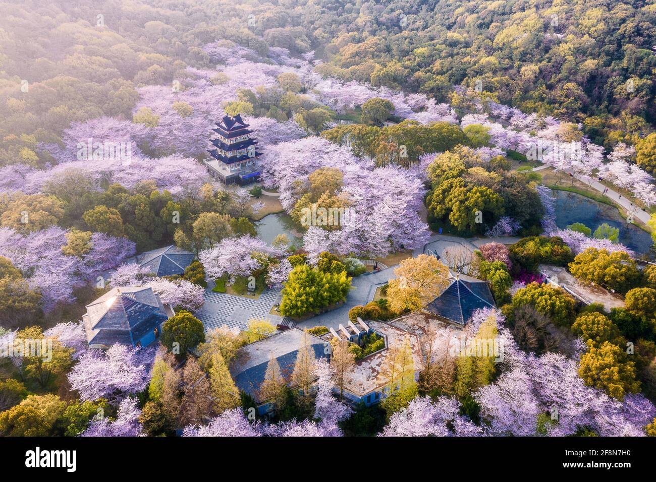 Aerial landscape of the spring cherry blossoms, in Wuxi Yuantouzhu, also named "Turtle Head Isle ...