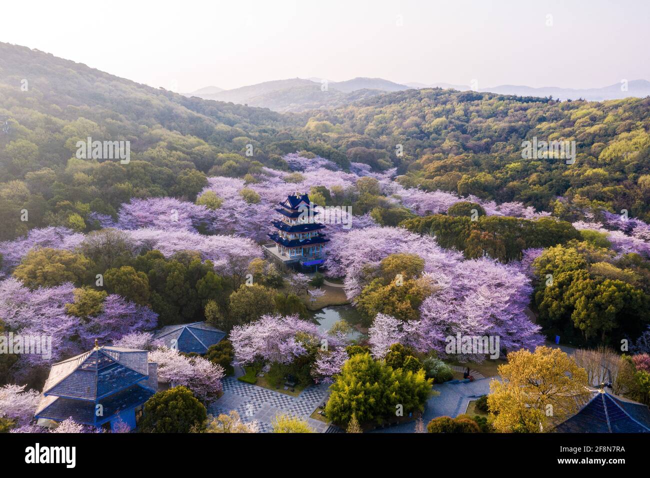 Aerial landscape of the spring cherry blossoms, in Wuxi Yuantouzhu, also named "Turtle Head Isle ...
