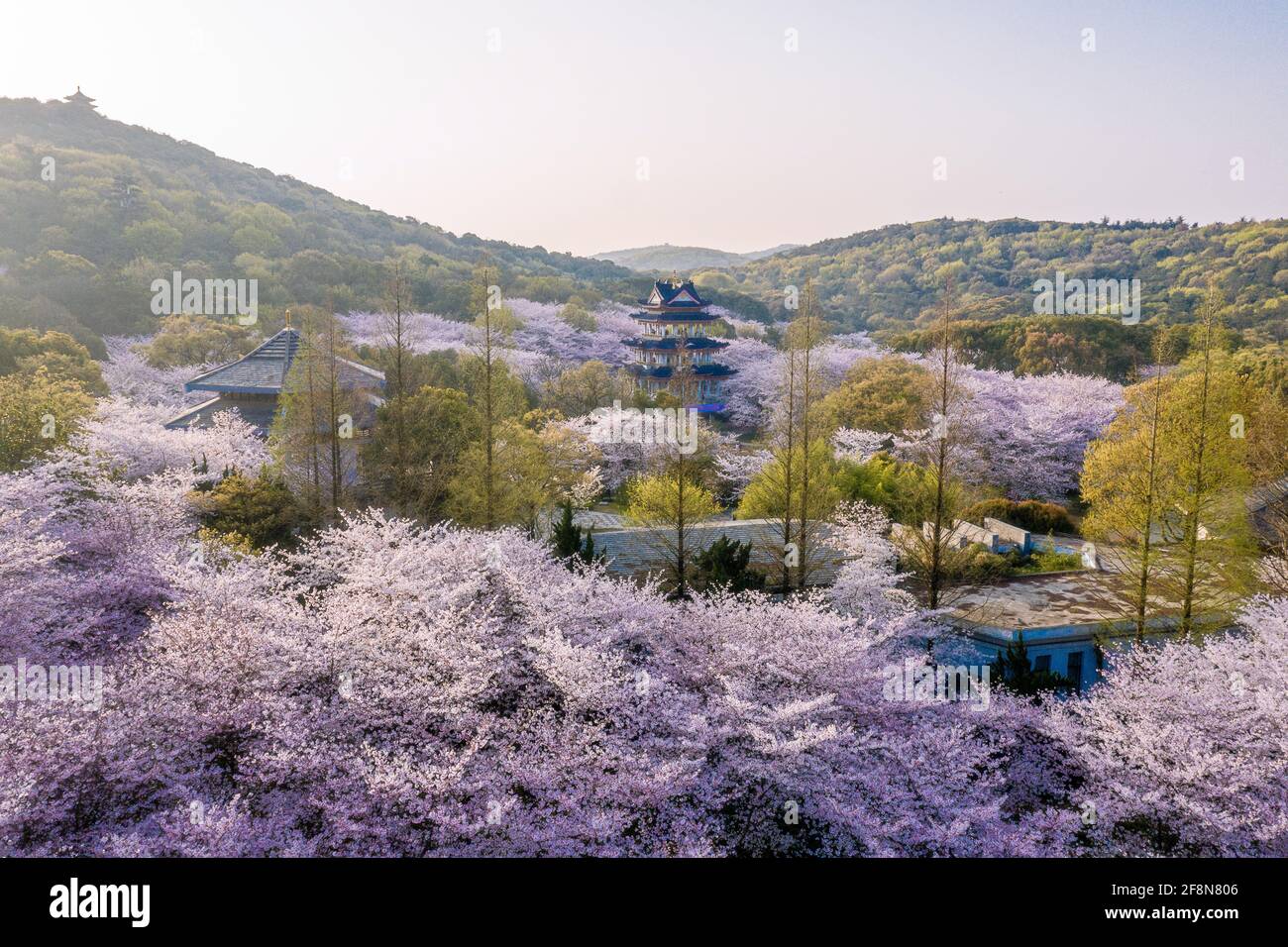 Aerial landscape of the spring cherry blossoms, in Wuxi Yuantouzhu, also named "Turtle Head Isle ...