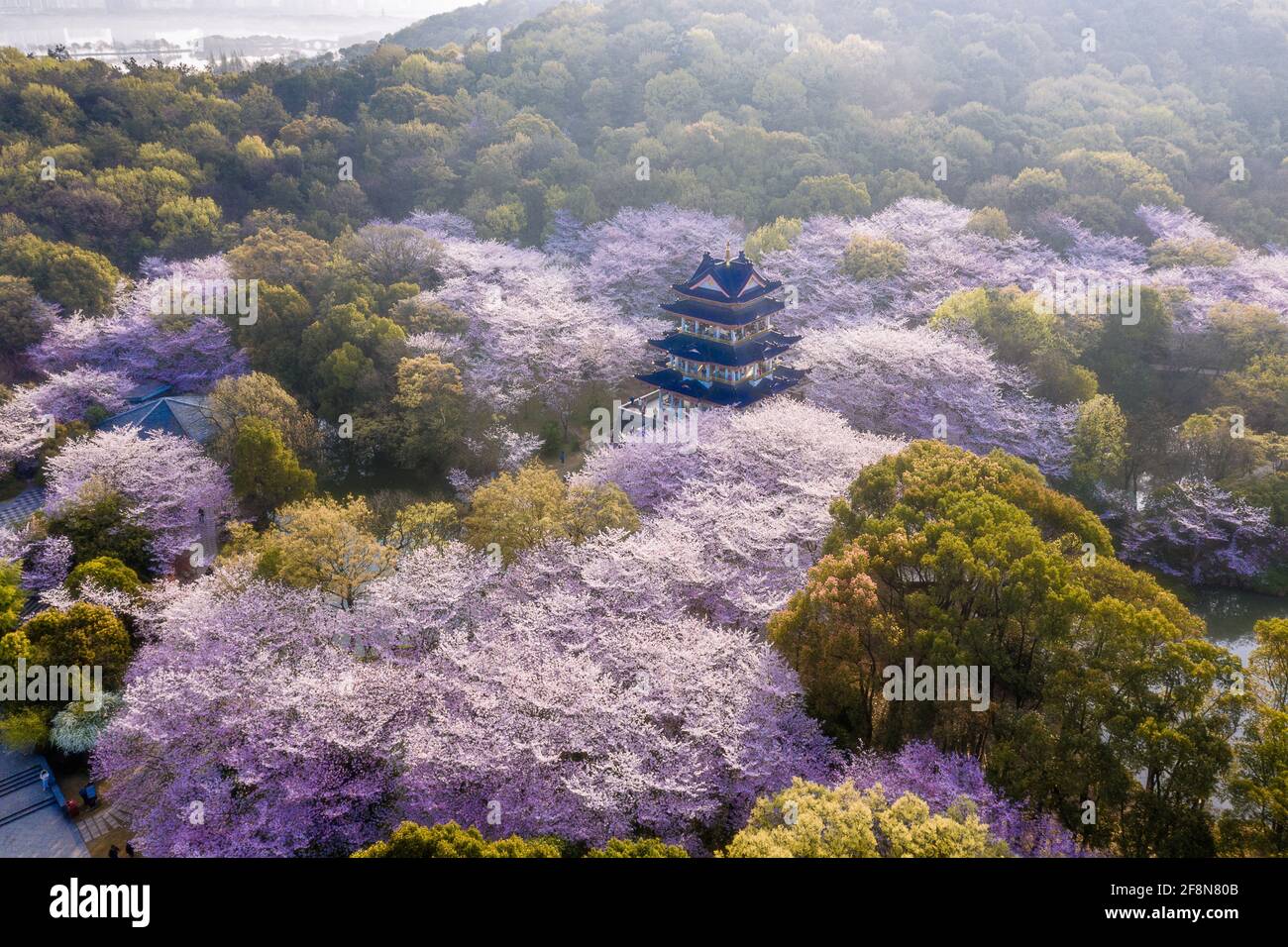 Aerial landscape of the spring cherry blossoms, in Wuxi Yuantouzhu, also named "Turtle Head Isle ...