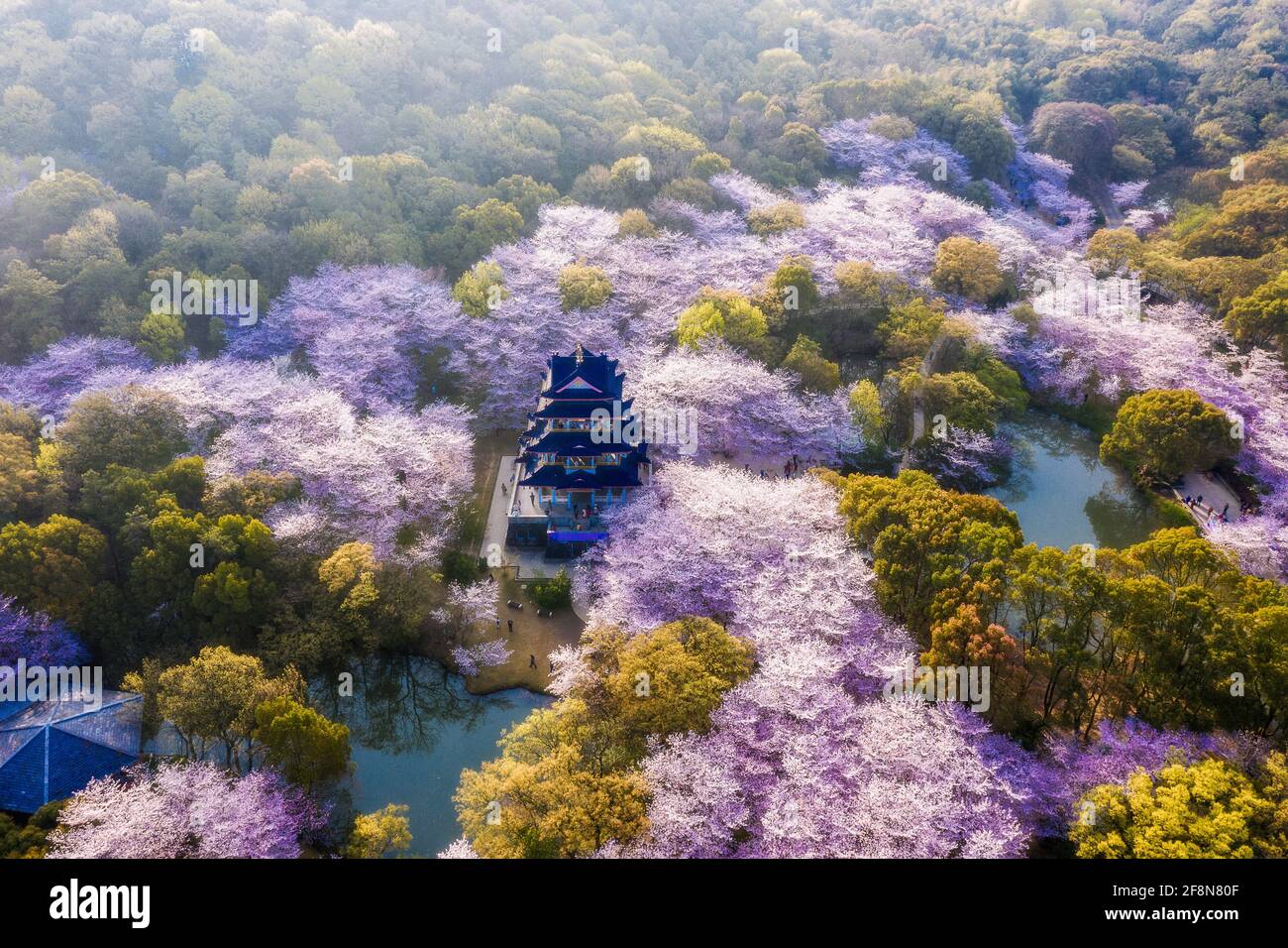 Wuxi and cherry blossom hi-res stock photography and images - Alamy