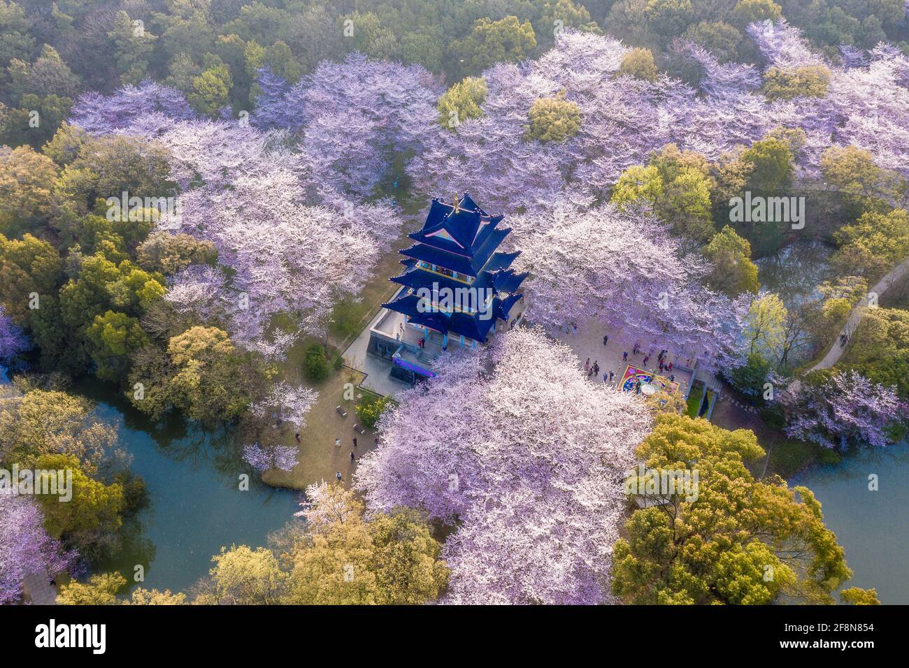 Aerial landscape of the spring cherry blossoms, in Wuxi Yuantouzhu, also named "Turtle Head Isle ...