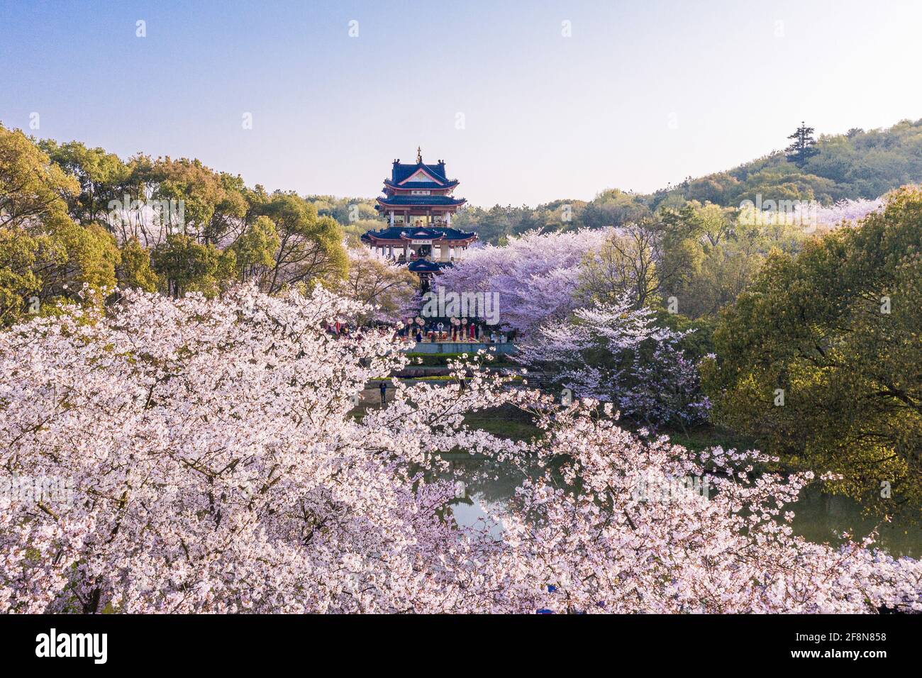 Aerial landscape of the spring cherry blossoms, in Wuxi Yuantouzhu, also named "Turtle Head Isle ...