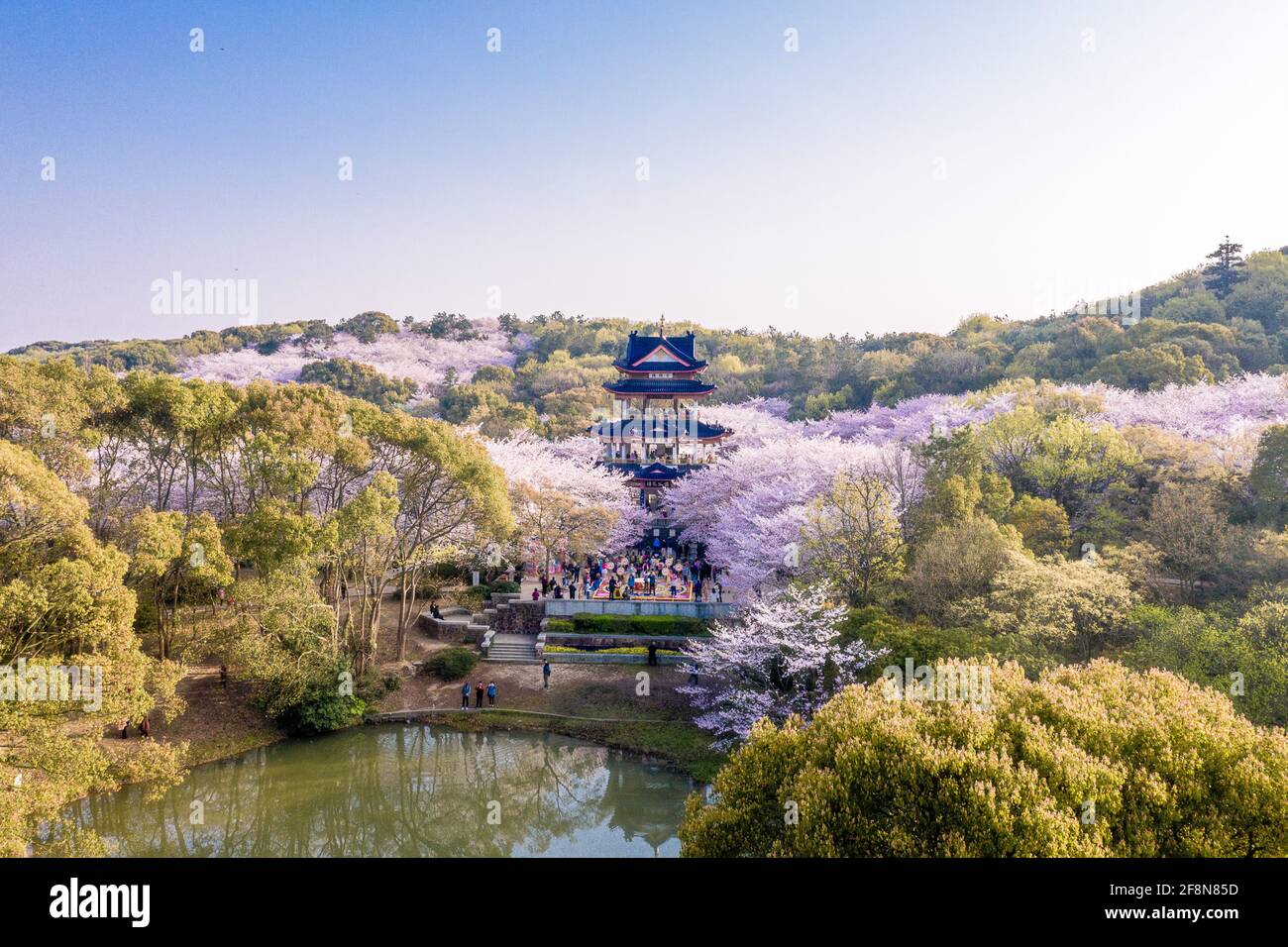 Aerial landscape of the spring cherry blossoms, in Wuxi Yuantouzhu, also named "Turtle Head Isle ...