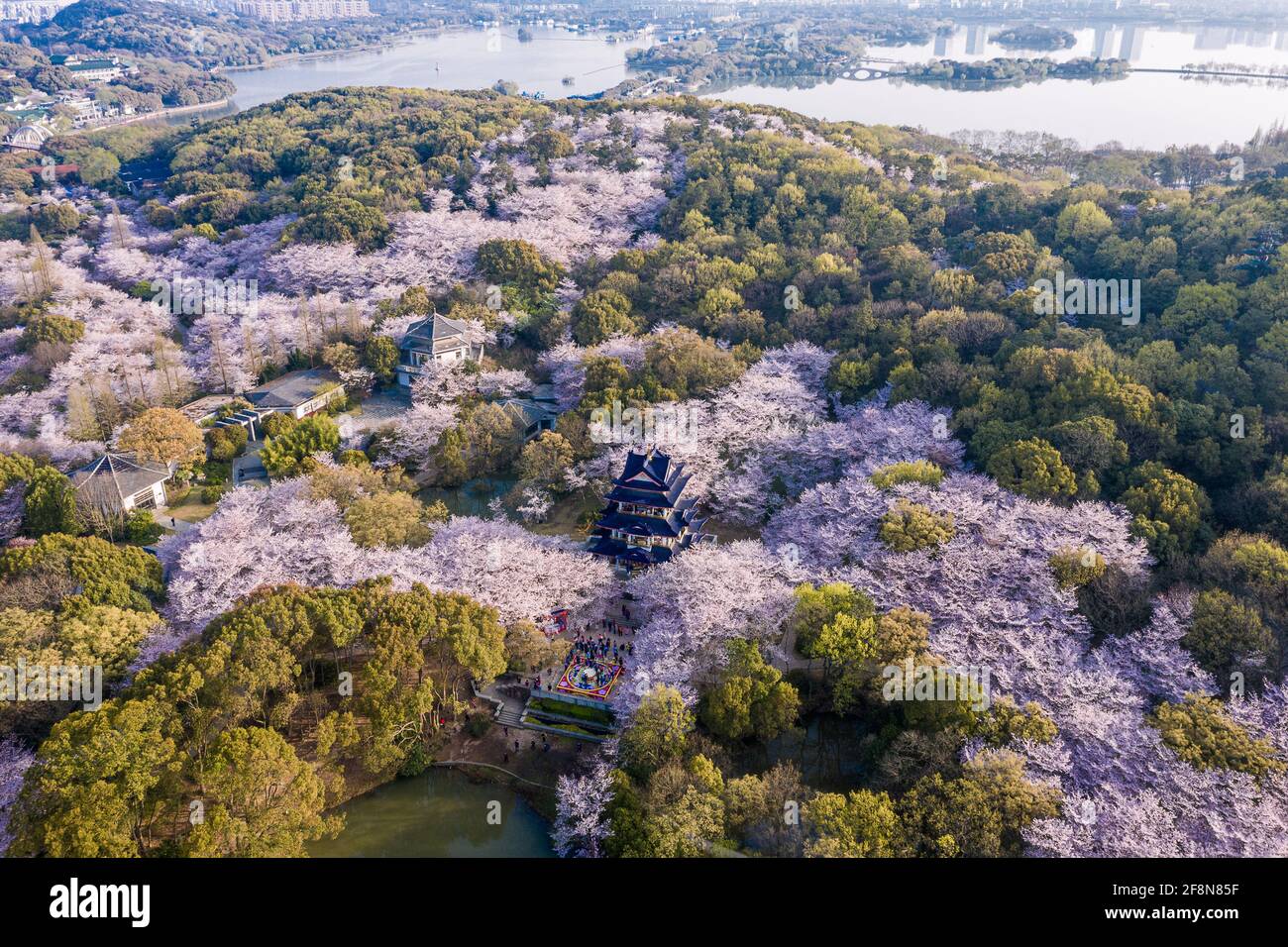 Aerial landscape of the spring cherry blossoms, in Wuxi Yuantouzhu, also named "Turtle Head Isle ...