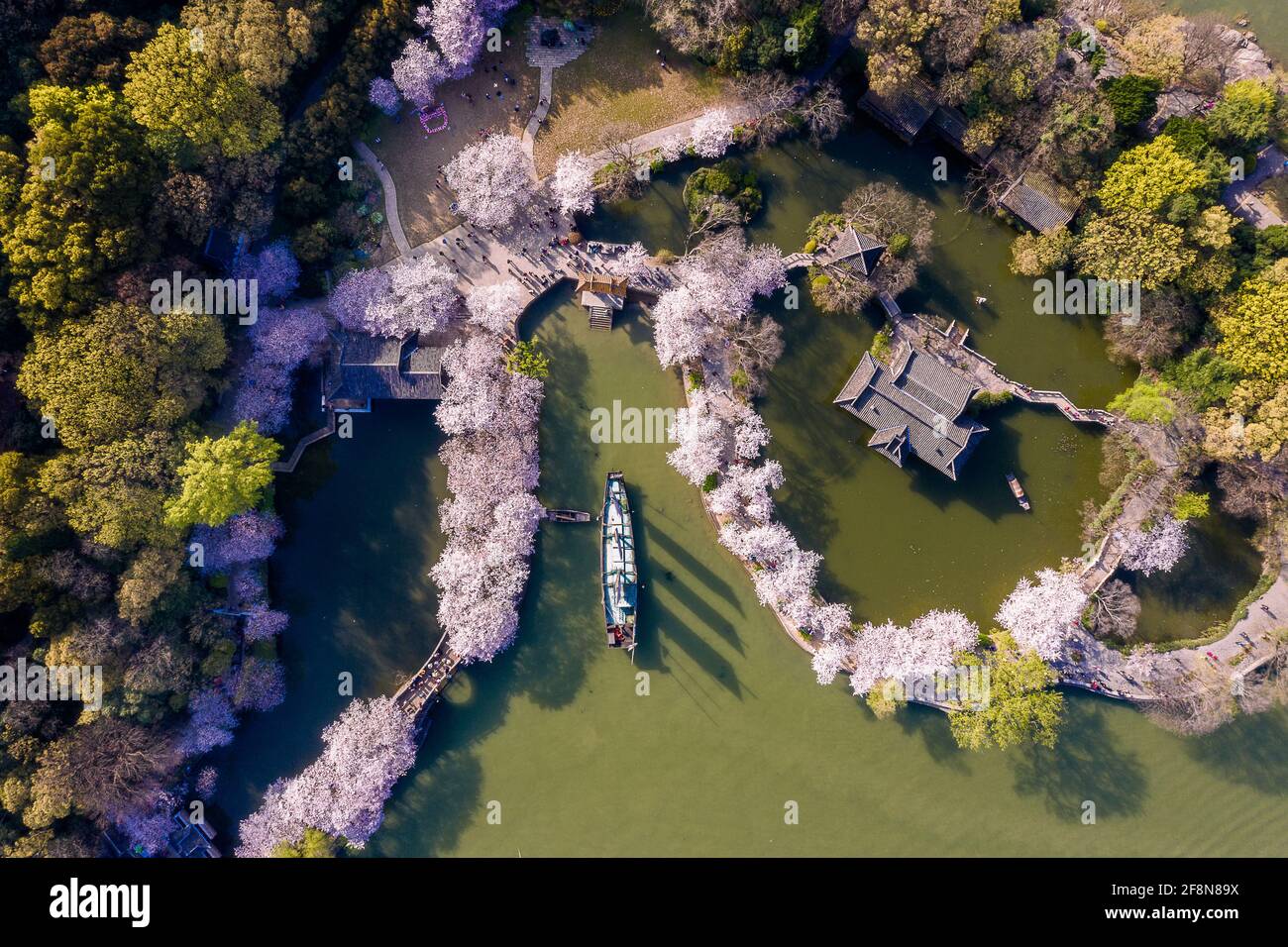 Aerial landscape of the spring cherry blossoms, in Wuxi Yuantouzhu, also named "Turtle Head Isle ...