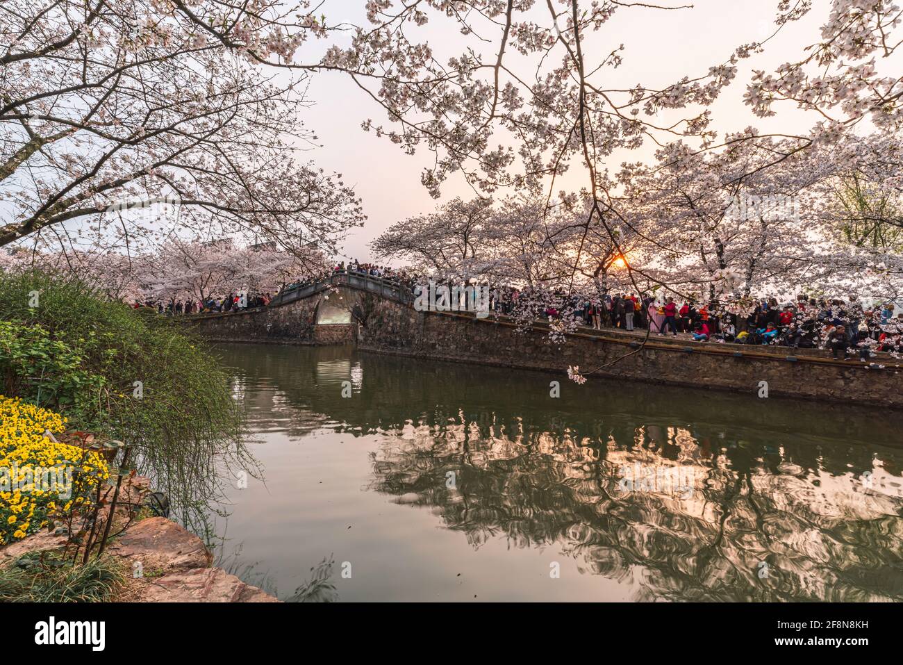 Landscape of the spring cherry blossoms, in Wuxi Yuantouzhu, also named "Turtle Head Isle" in ...